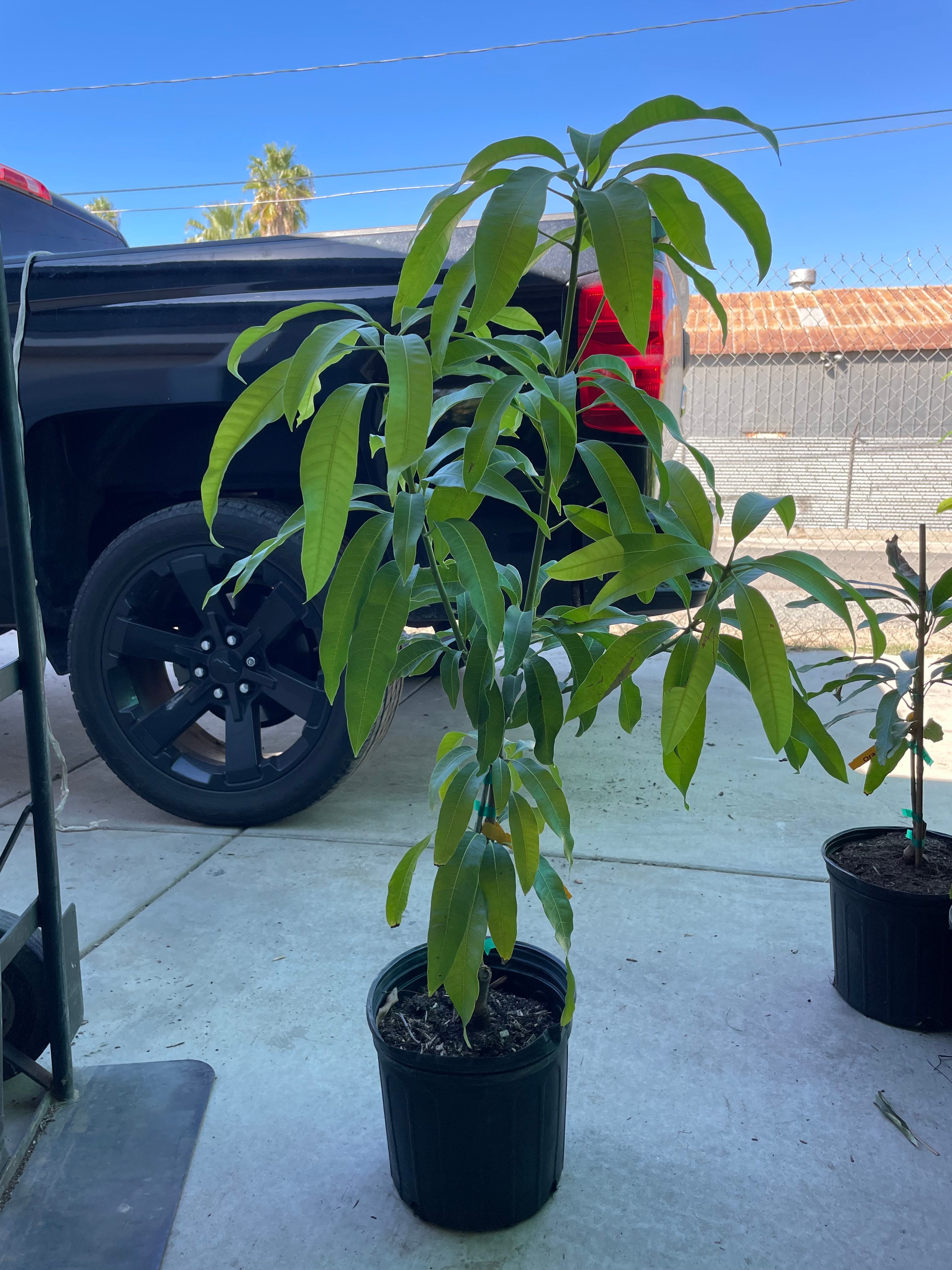 Orange Sherbet Mango Tree – Utopia Trees