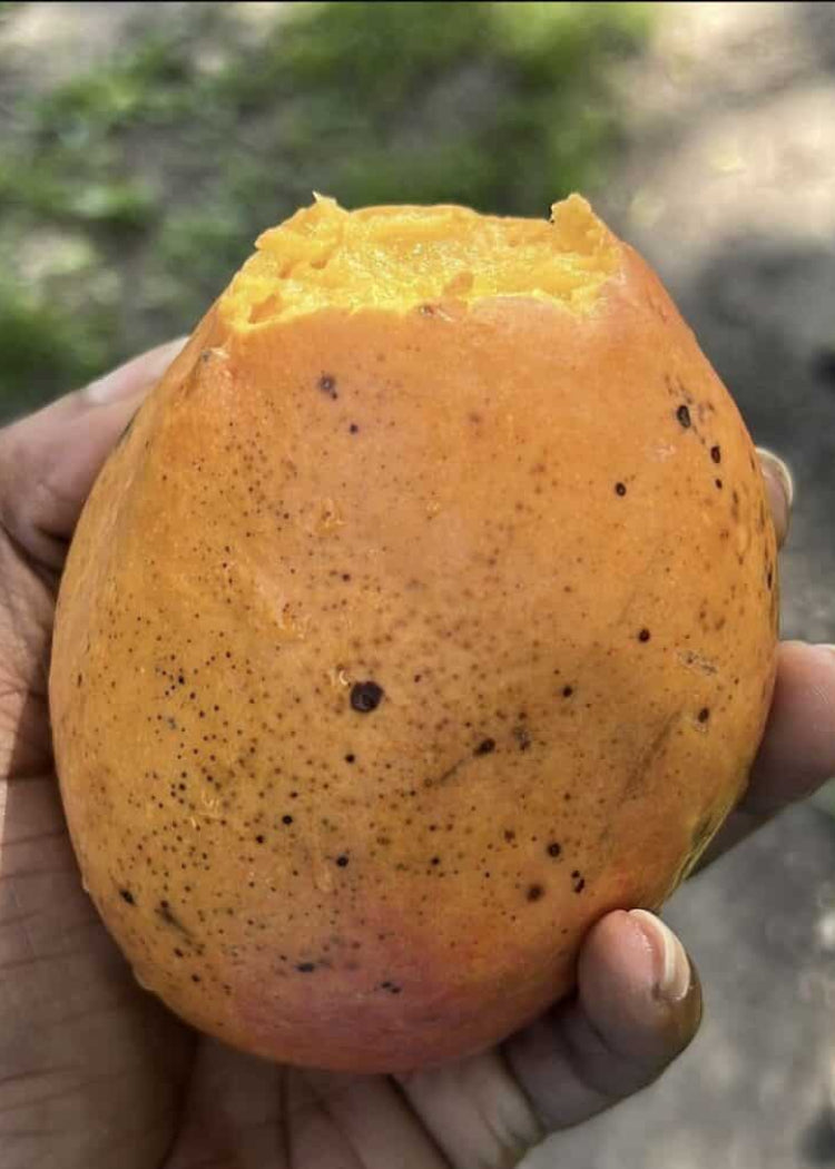 Julie Mango Tree – Utopia Trees