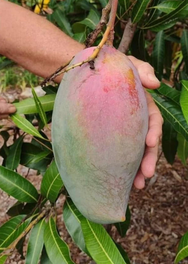 Lancetilla Mango Tree – Utopia Trees