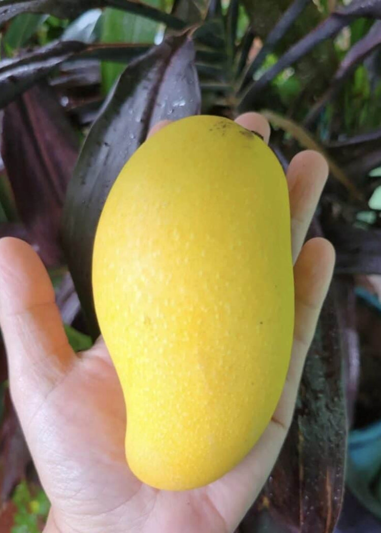 Lemon Merengue/Po Pyu Kalay Mango Tree – Utopia Trees