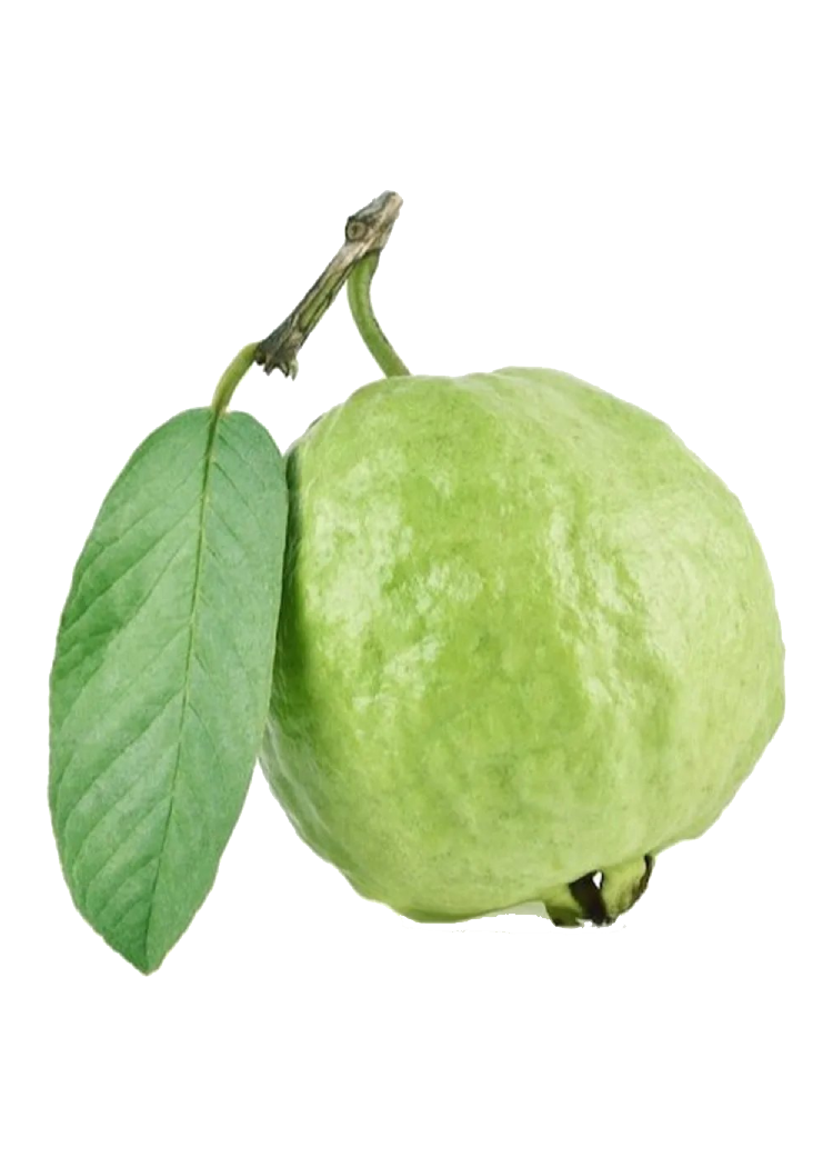 China White Guava Tree – Utopia Trees