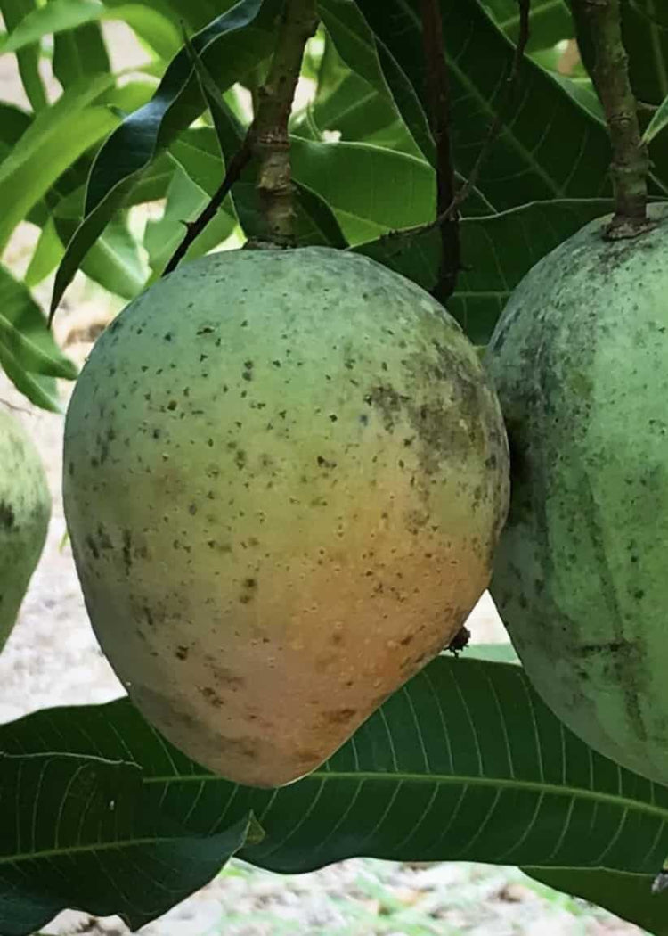 Piña Colada Mango Tree – Utopia Trees