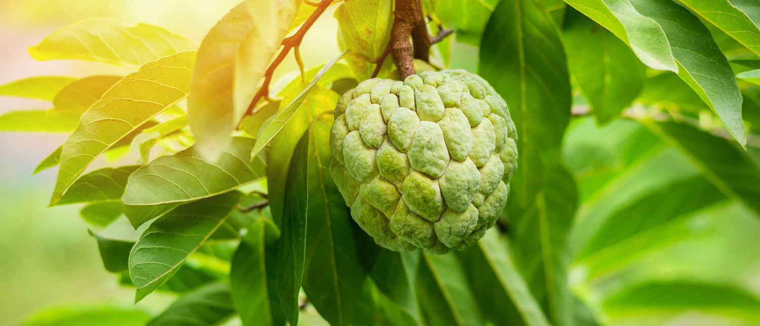 Collections – Utopia Trees