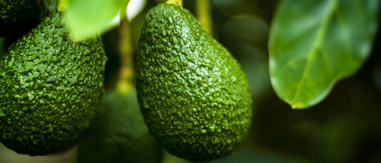 Collections – Utopia Trees