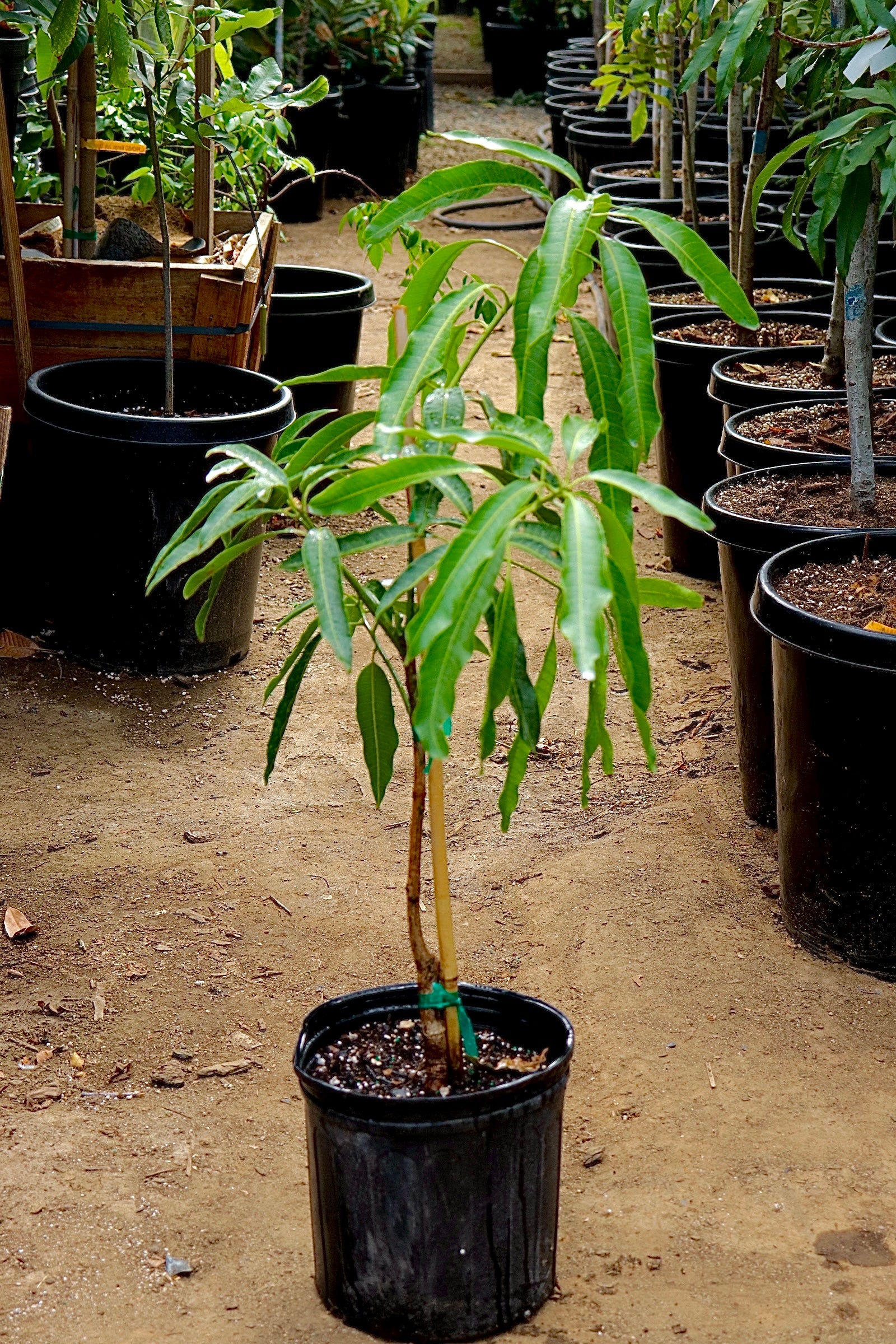 Mallika Mango Tree – Utopia Trees