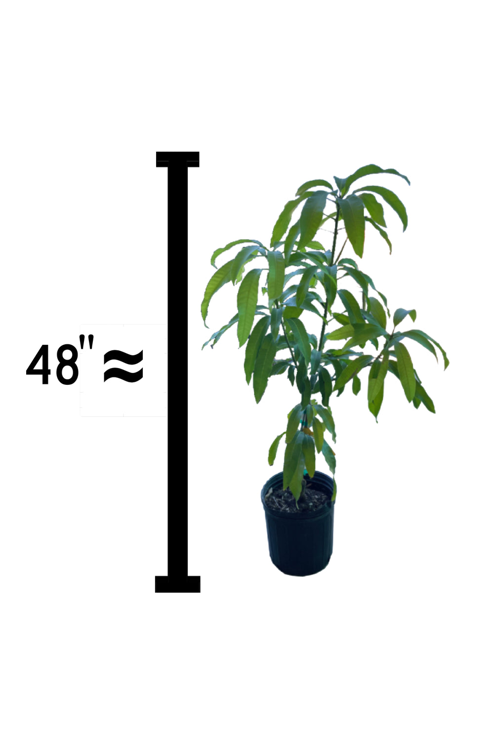 CAC Mango Tree – Utopia Trees