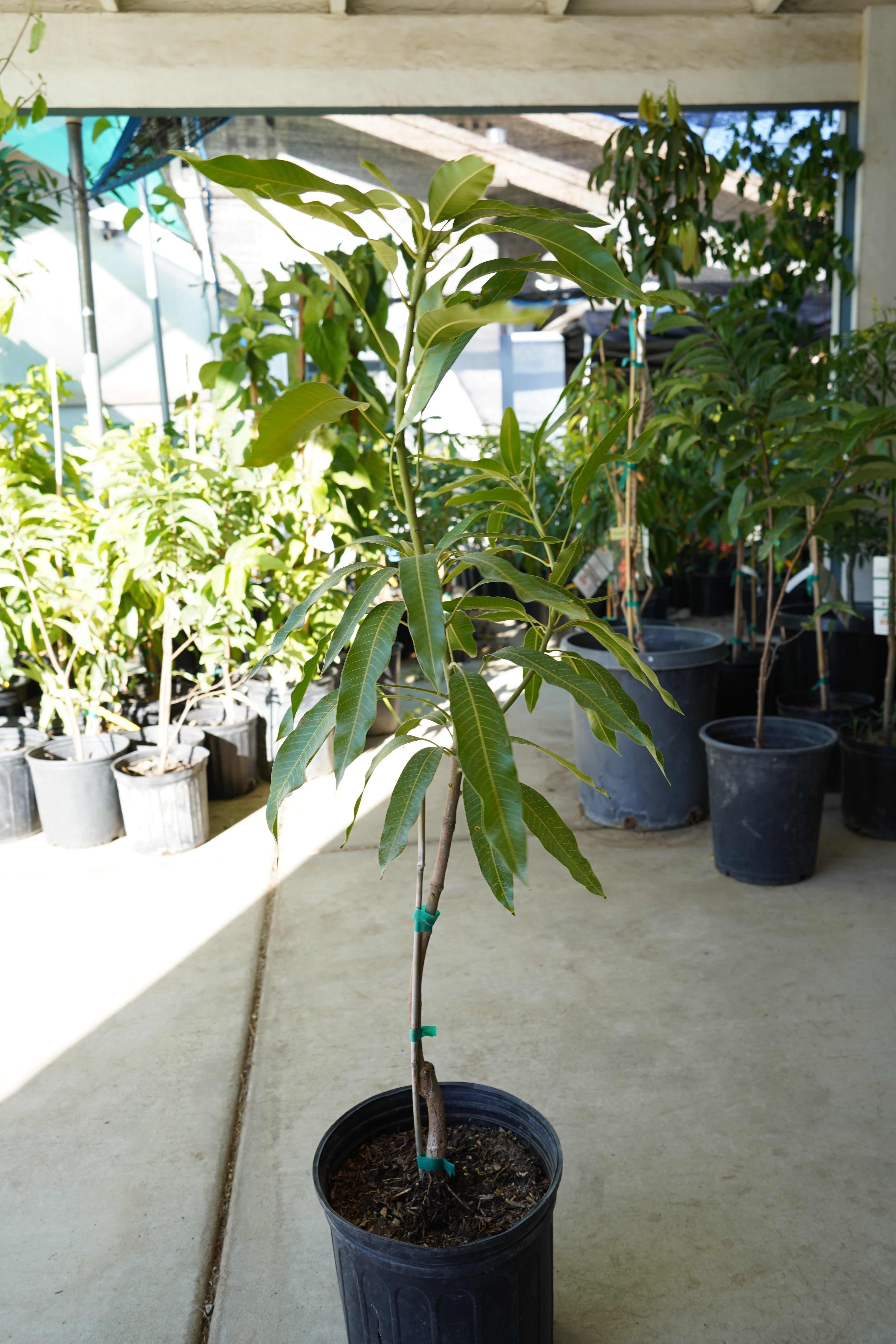 Creme Brulee Mango tree – Utopia Trees