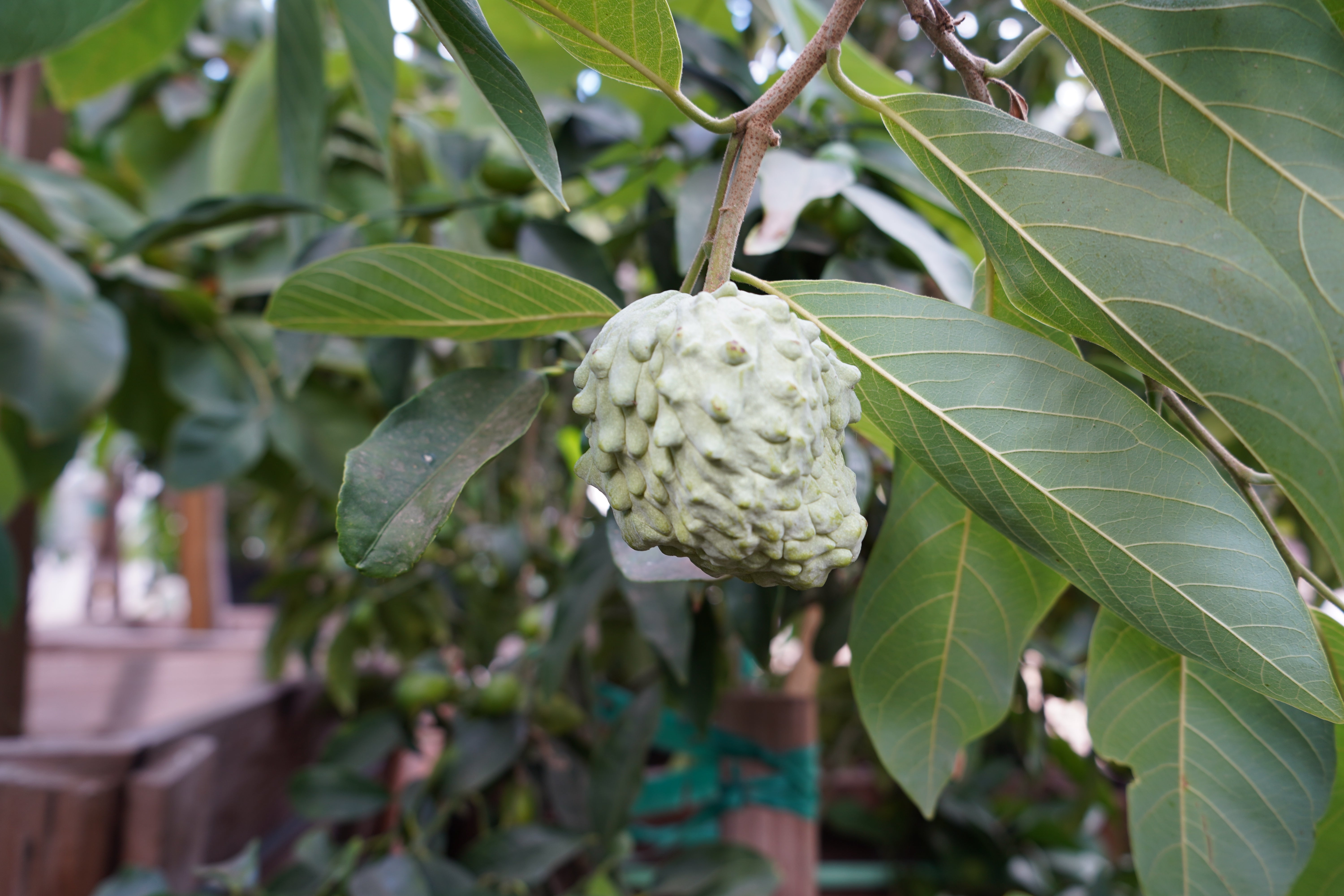 Green Geffner Atemoya Tree – Utopia Trees