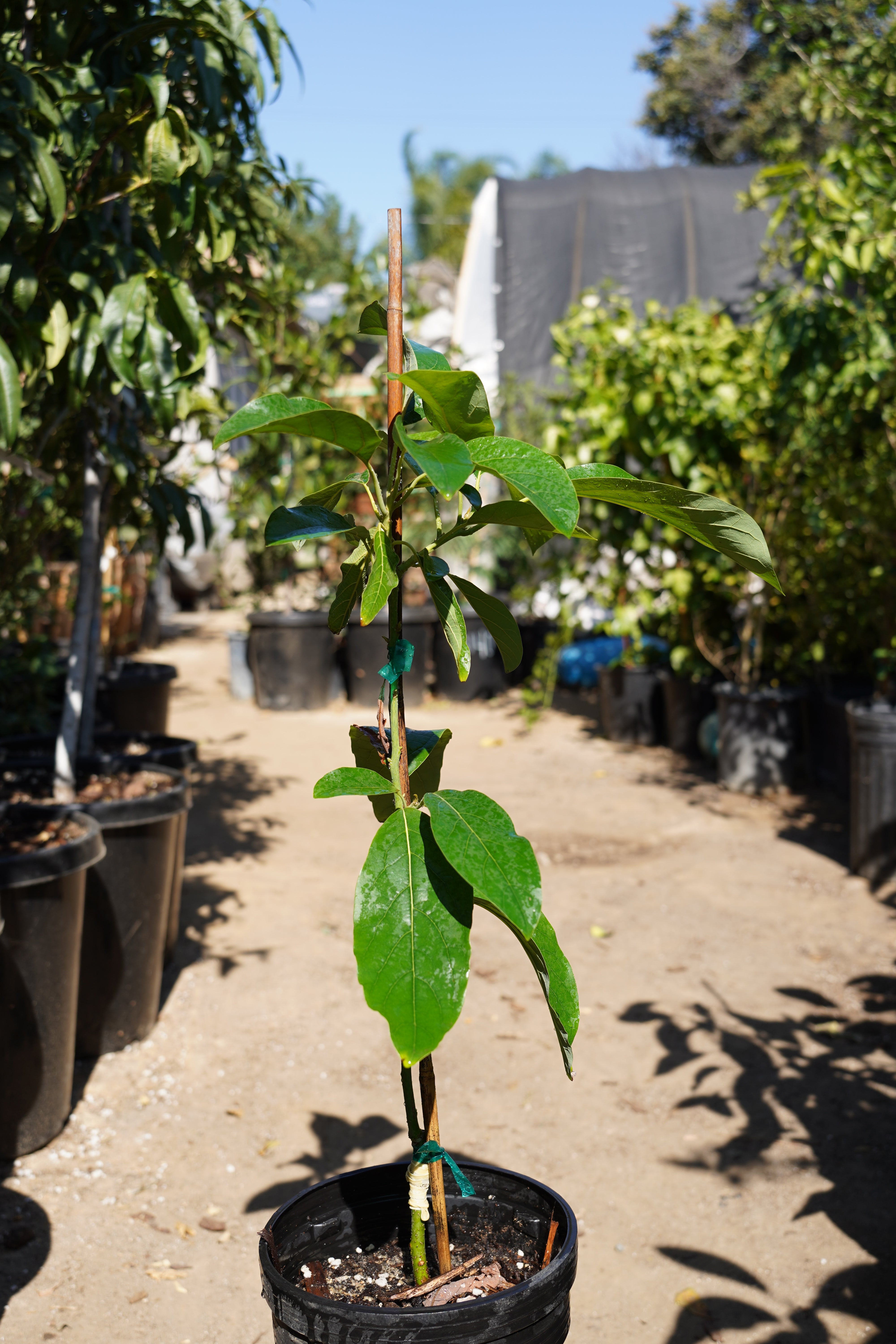 Bacon Avocado Tree – Utopia Trees