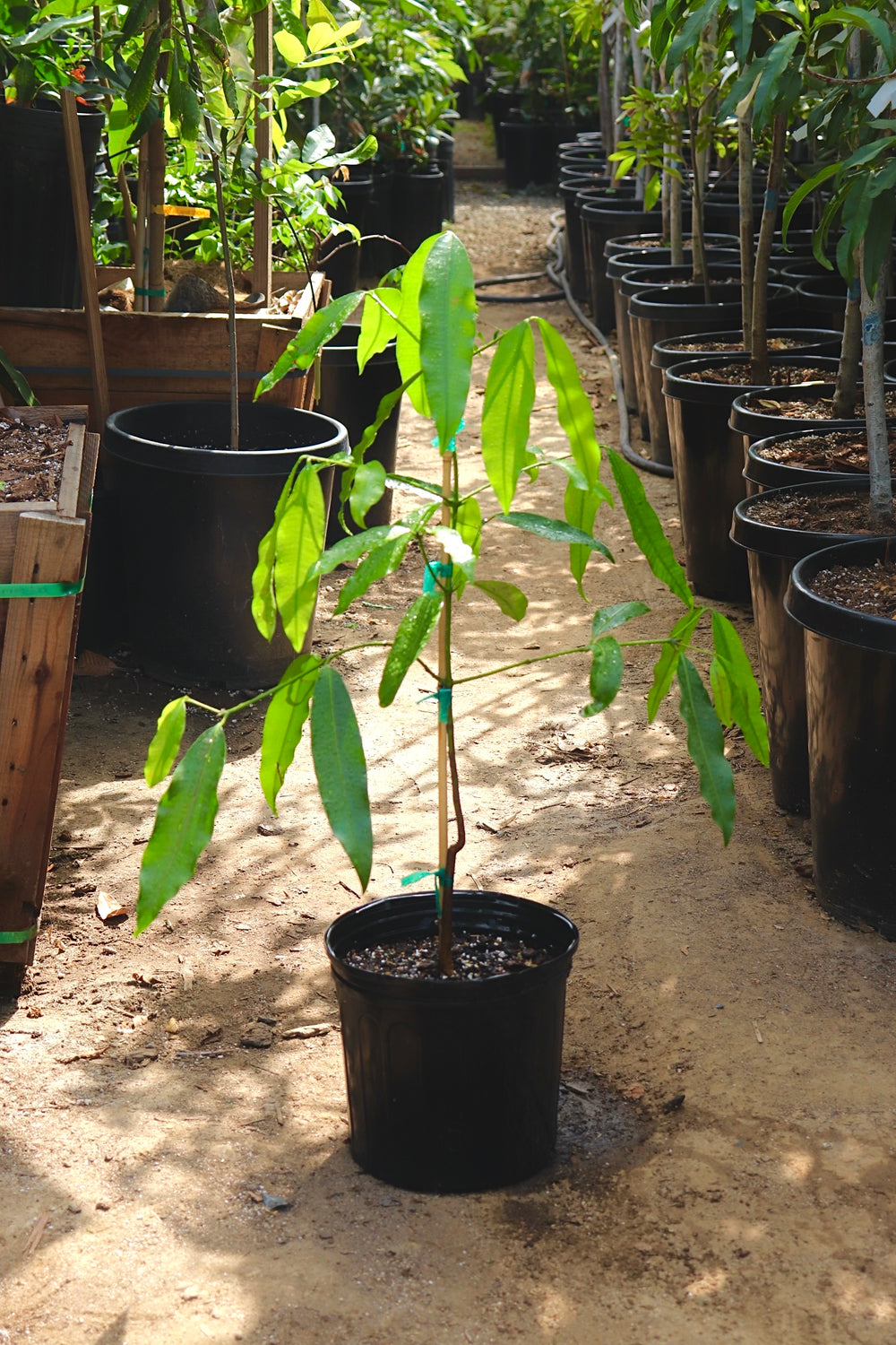 Achacha Tree – Utopia Trees