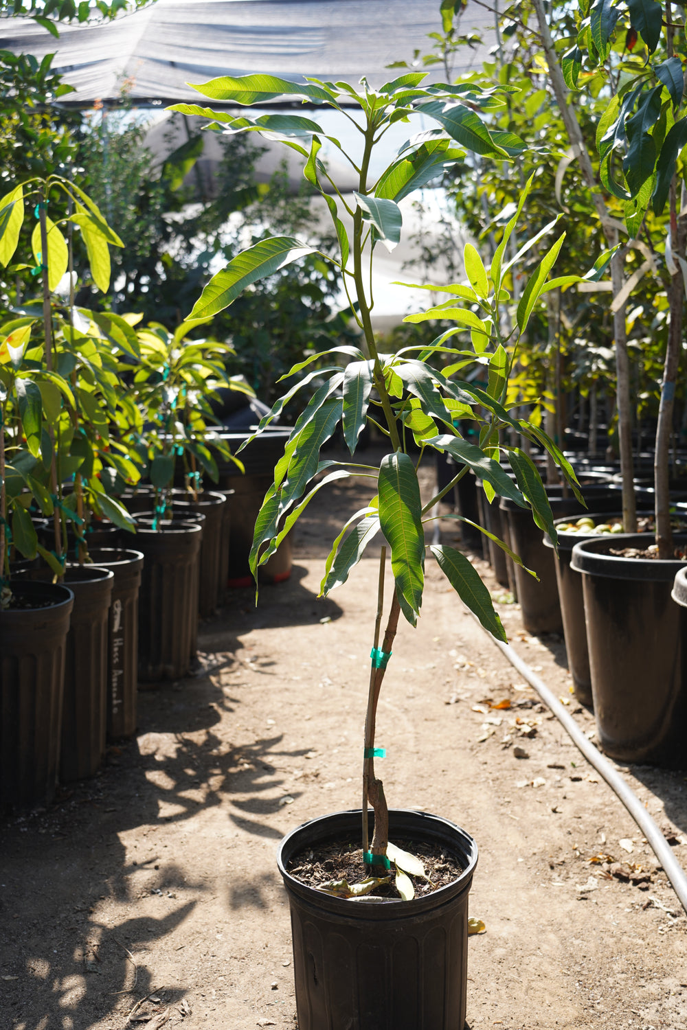 Mango Trees – Utopia Trees