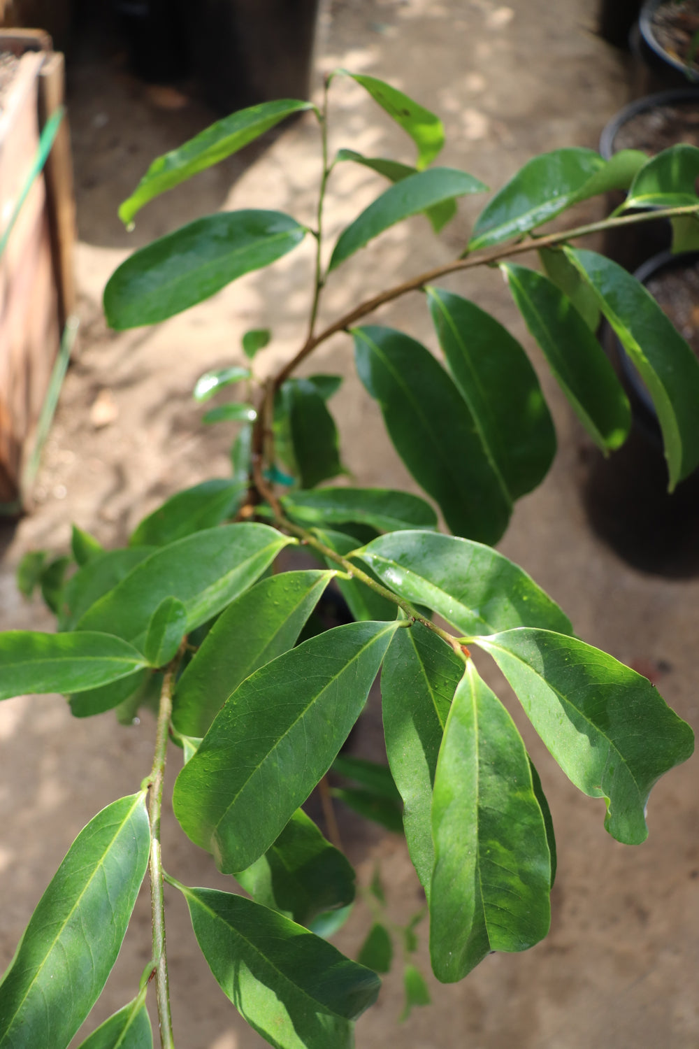 Soursop Tree – Utopia Trees