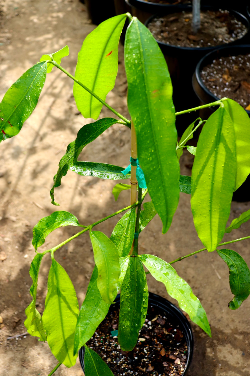 Achacha Tree – Utopia Trees