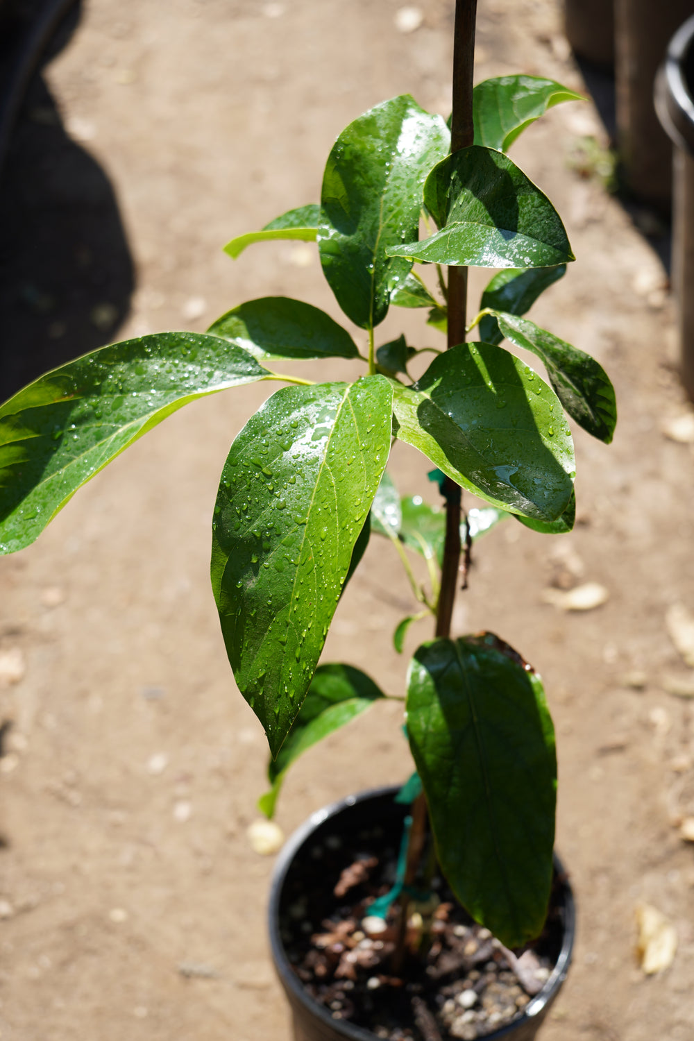 Lamb Hass Avocado Tree – Utopia Trees
