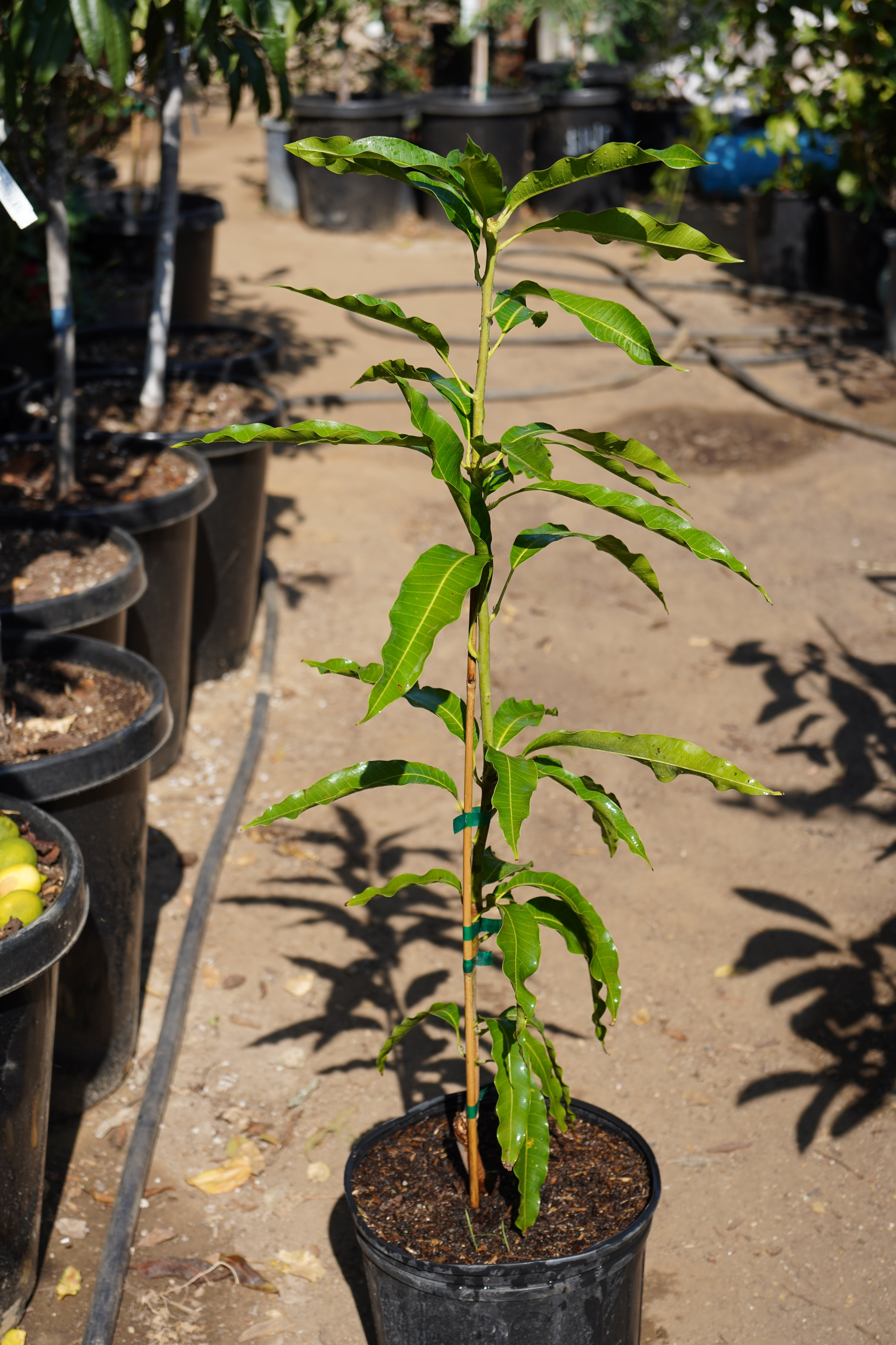 Peach Cobbler Mango Tree – Utopia Trees