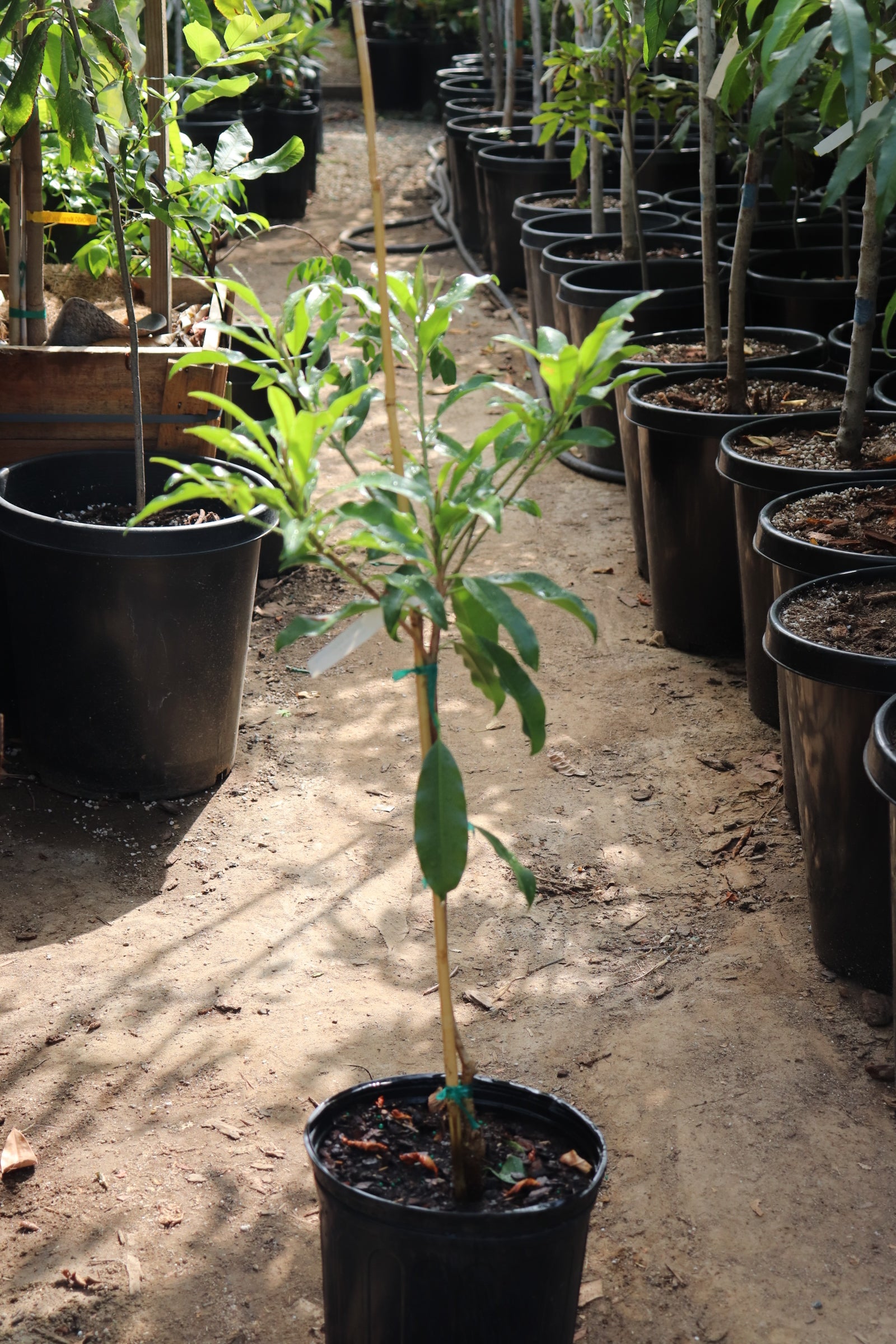 Hasya Sapodilla Tree – Utopia Trees