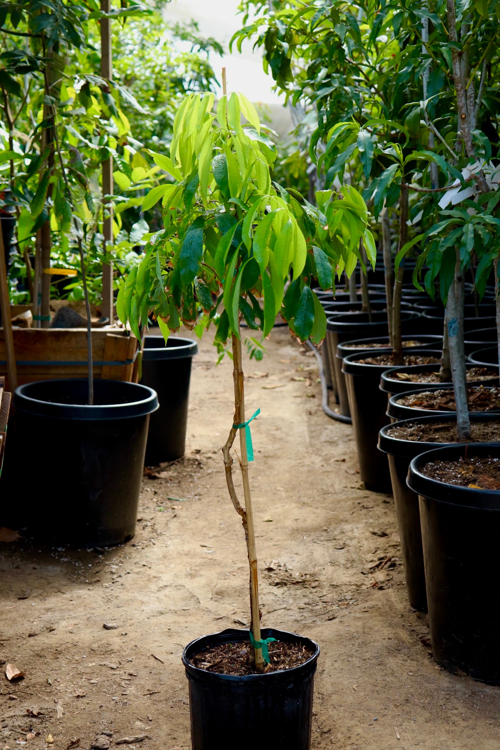 Mauritius Lychee Tree – Utopia Trees