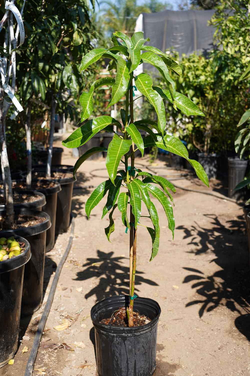 UTOPIA TREES – Utopia Trees