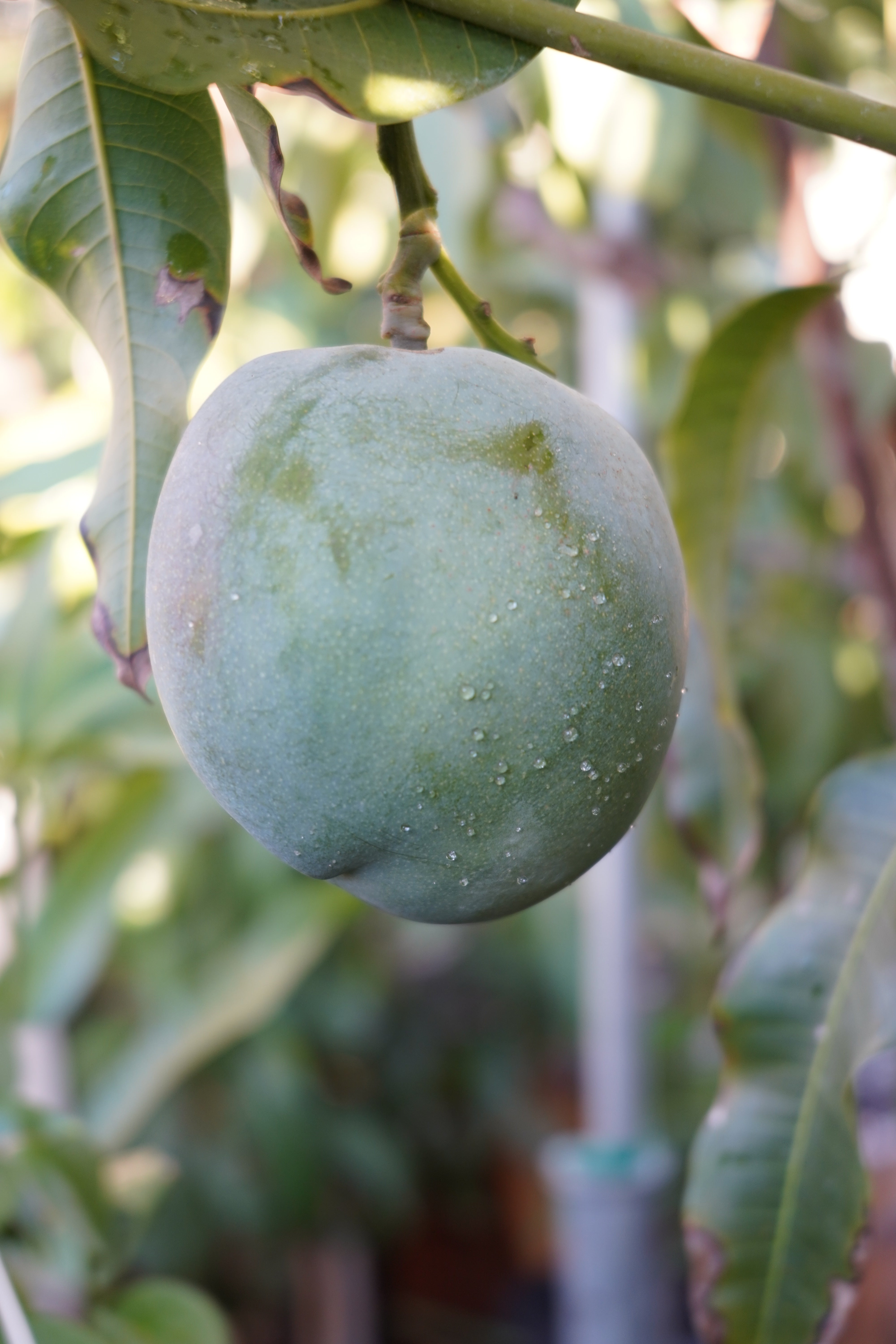 All Summer Mango Tree – Utopia Trees