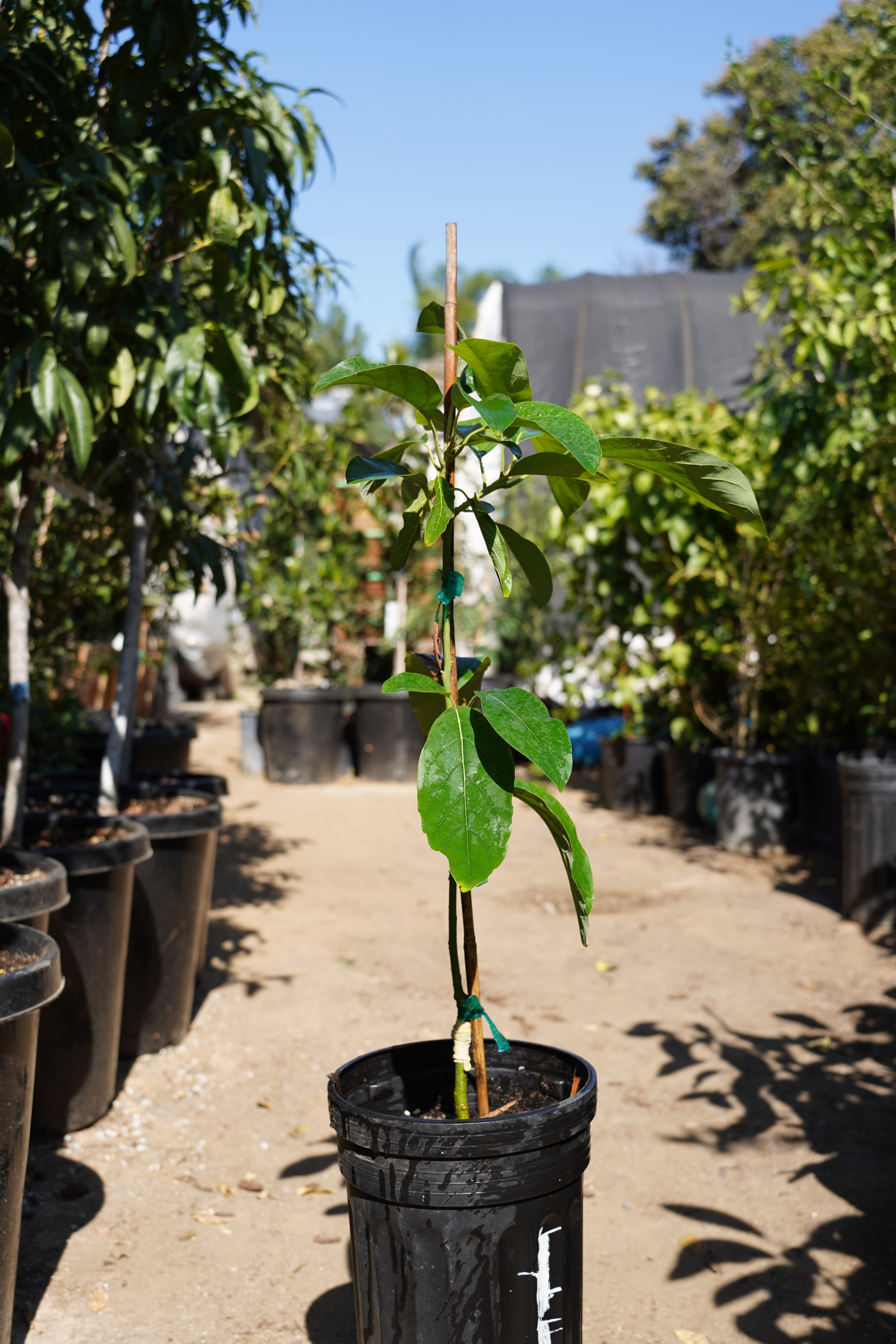 Nabal Avocado Tree – Utopia Trees