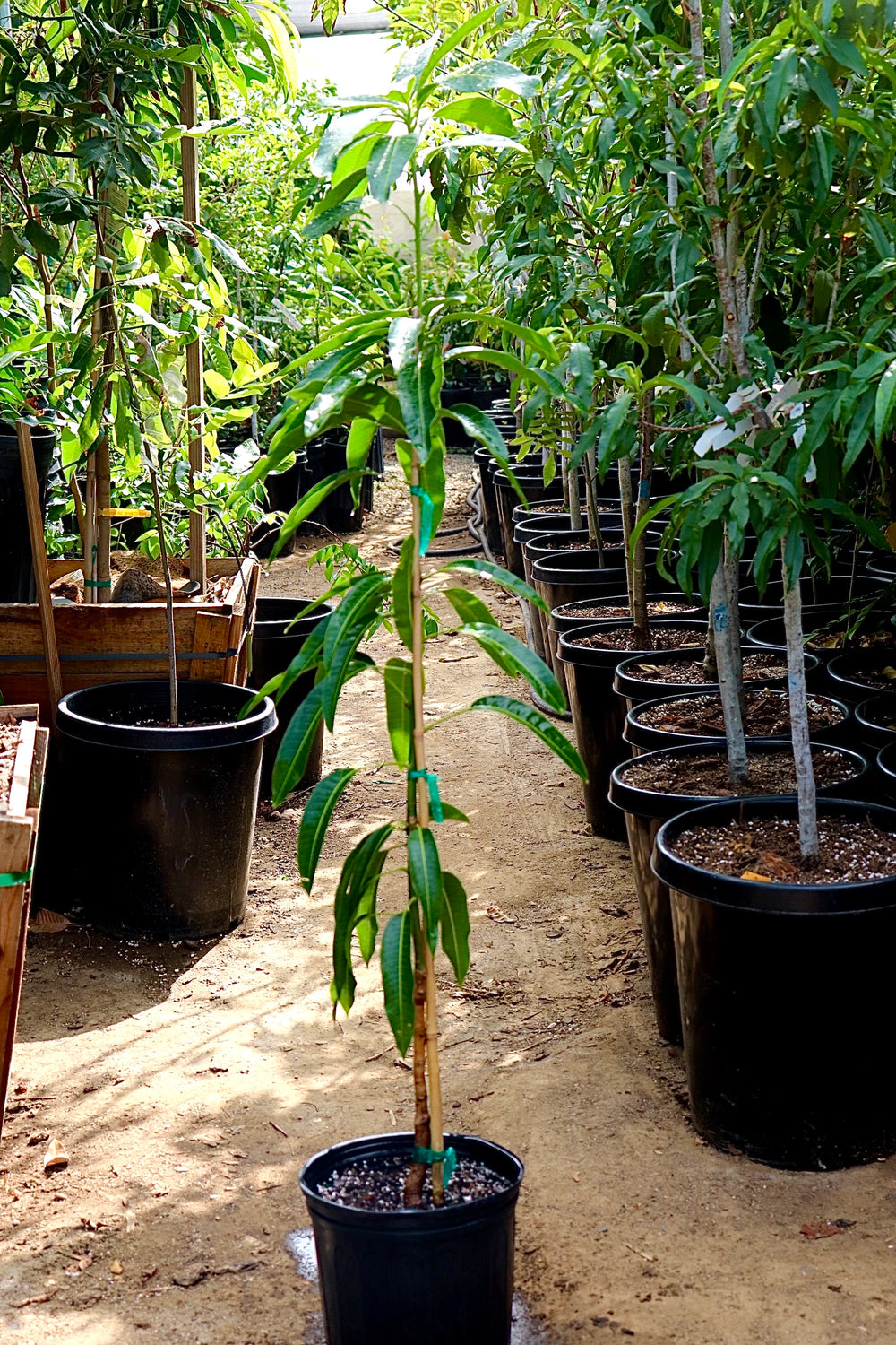 Valencia Pride Mango Tree – Utopia Trees