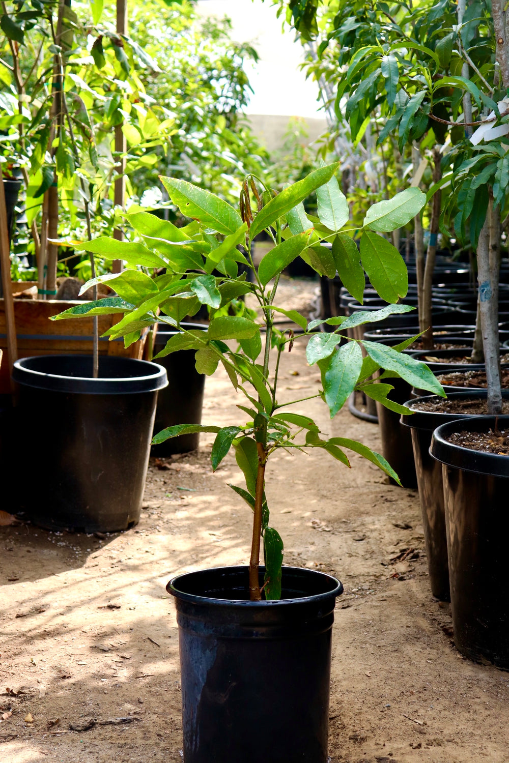 Ice Cream Bean Tree – Utopia Trees