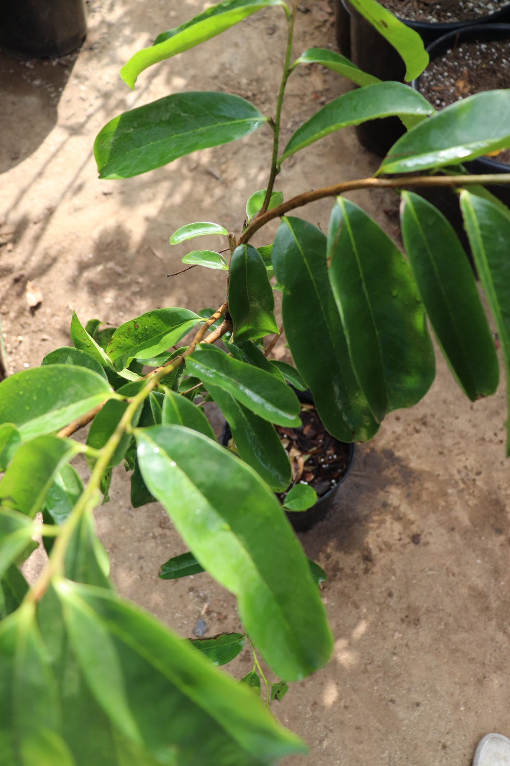 Soursop Tree – Utopia Trees
