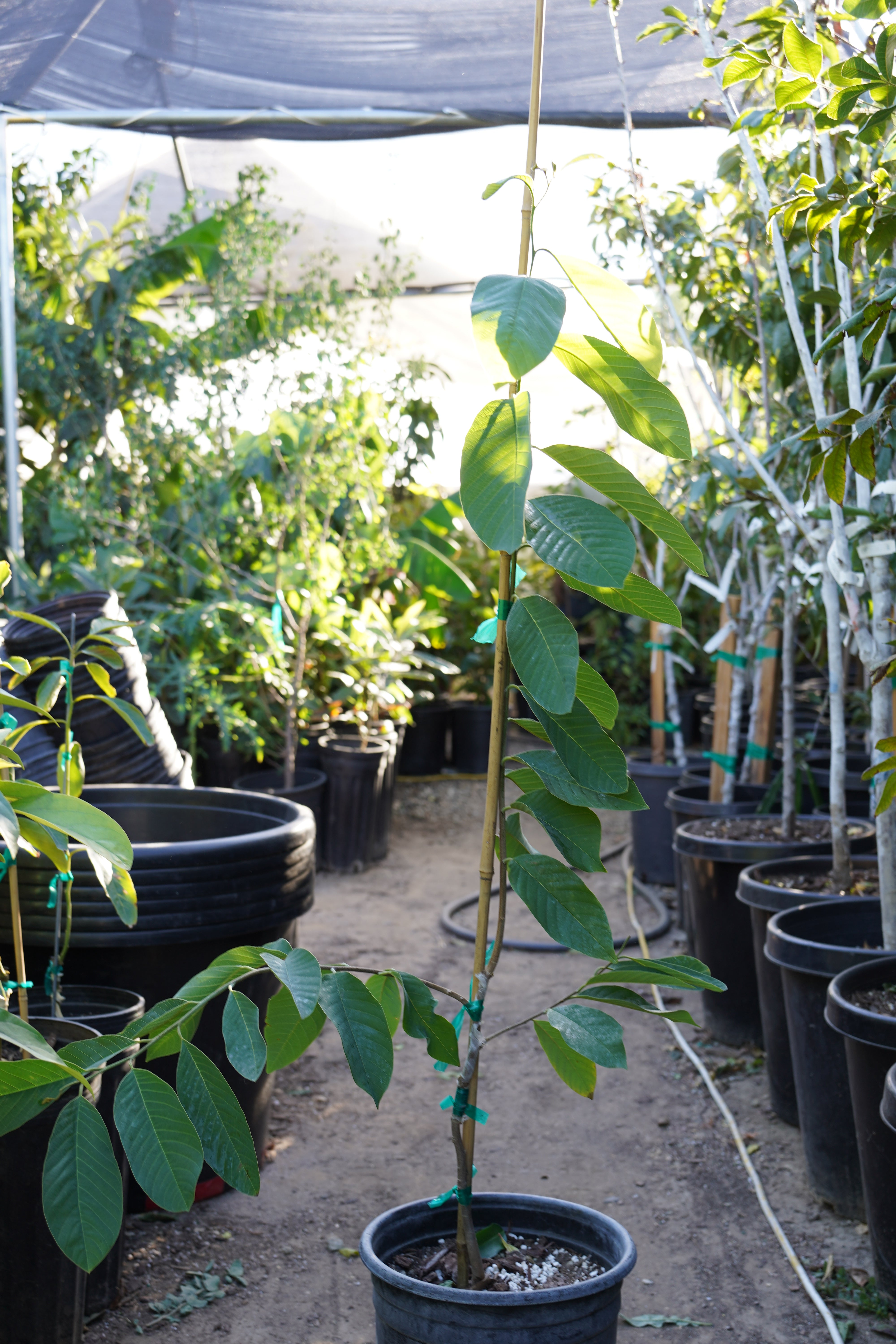 African Pride Atemoya Tree – Utopia Trees