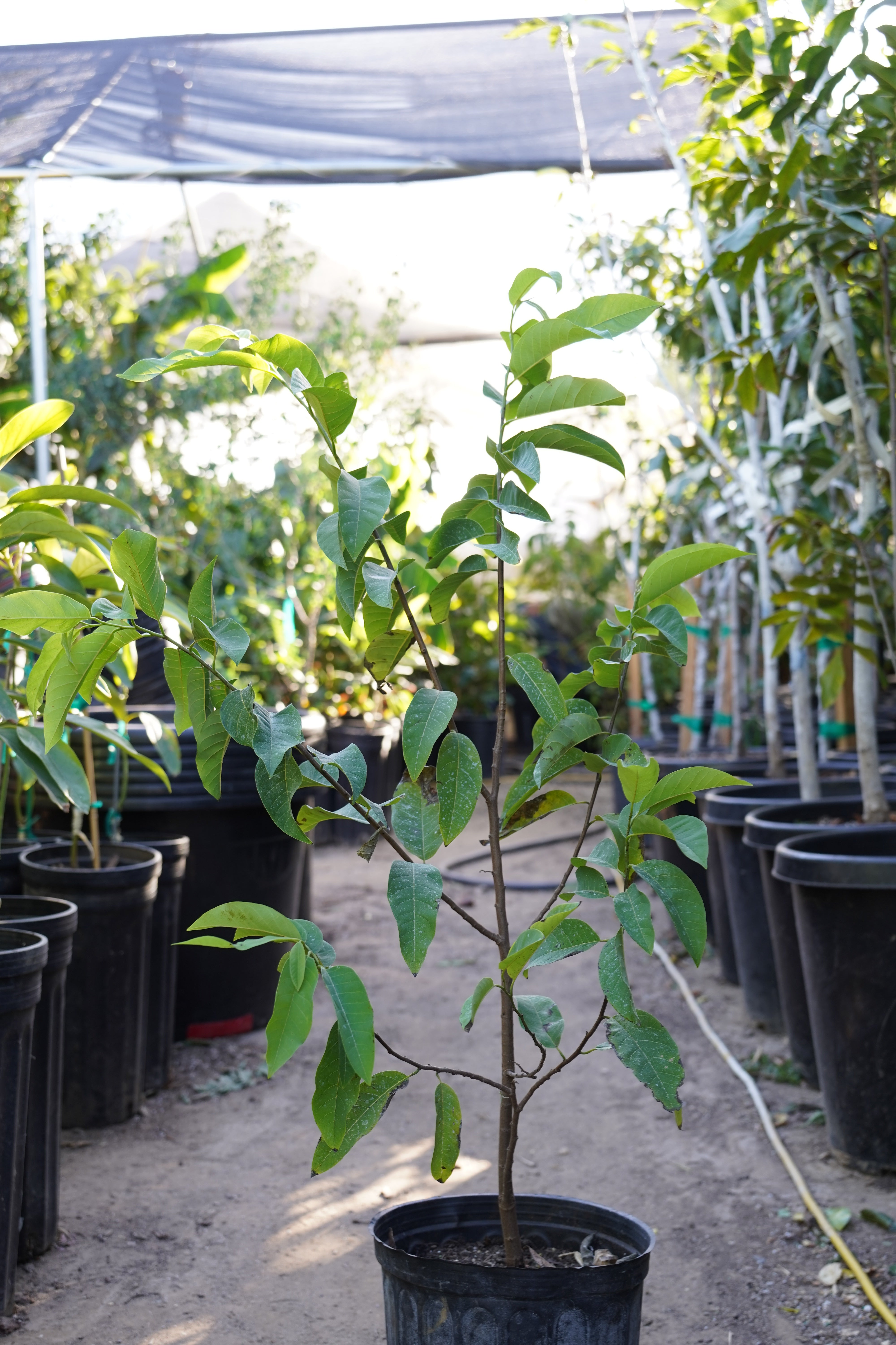 Sugar Apple Tree – Utopia Trees
