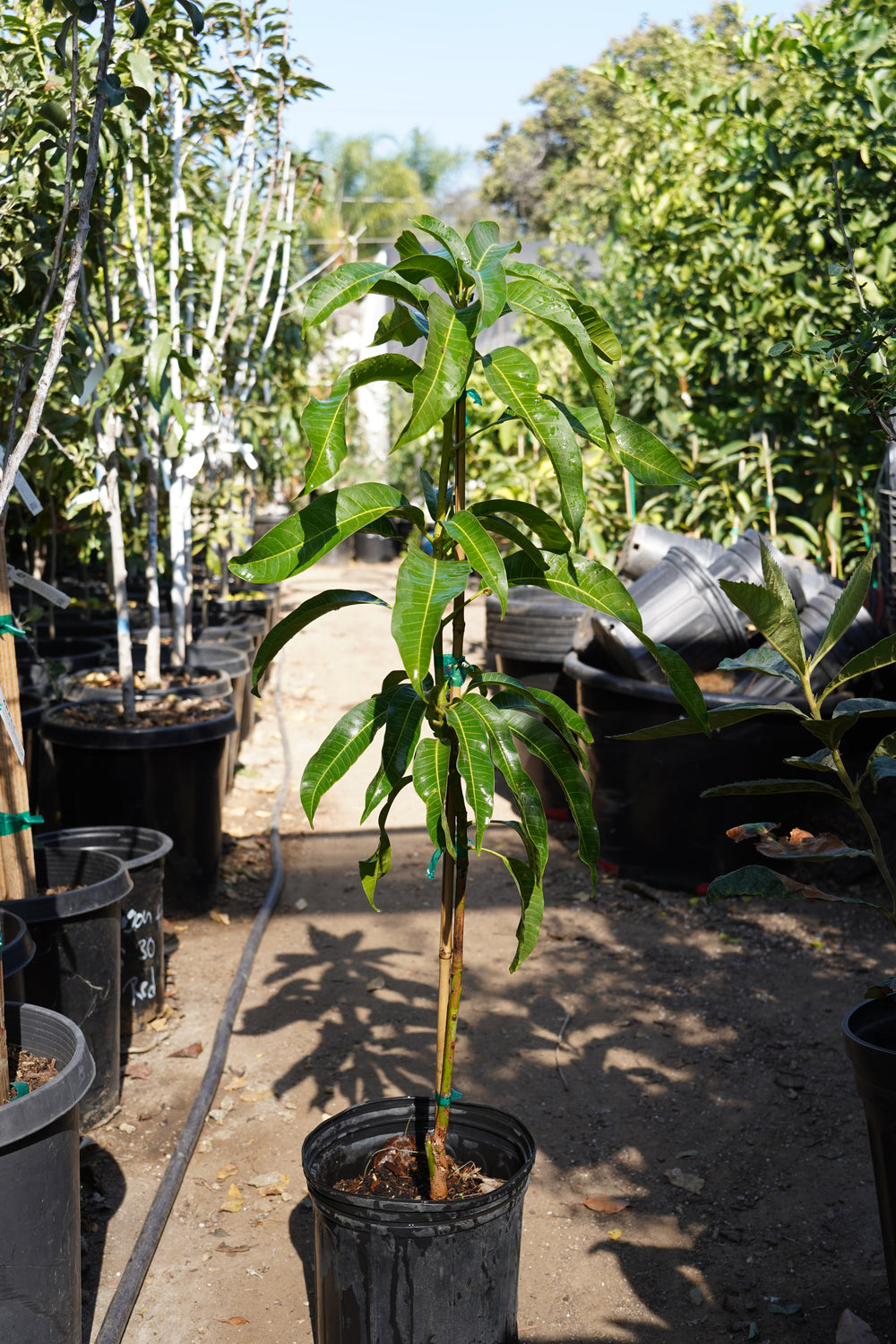 Alphonso Mango Tree – Utopia Trees