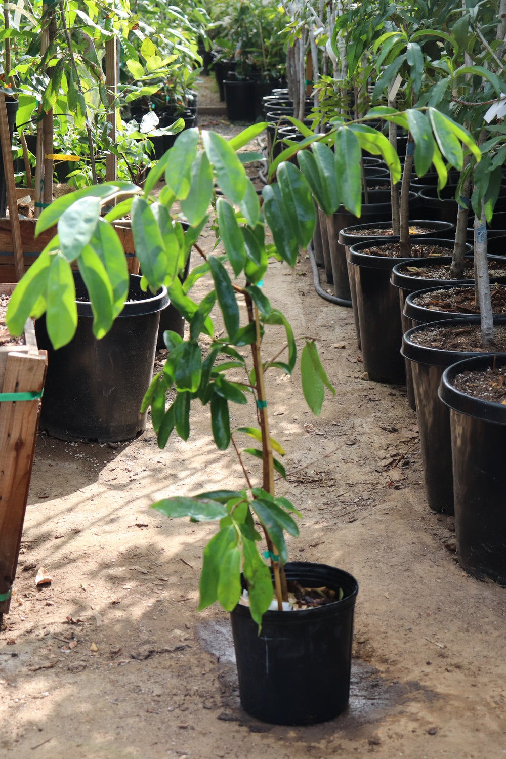 Soursop Tree – Utopia Trees