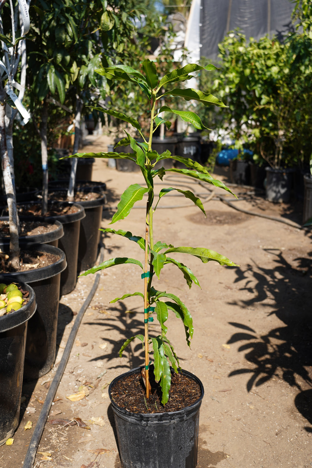M-4 Mango Tree – Utopia Trees