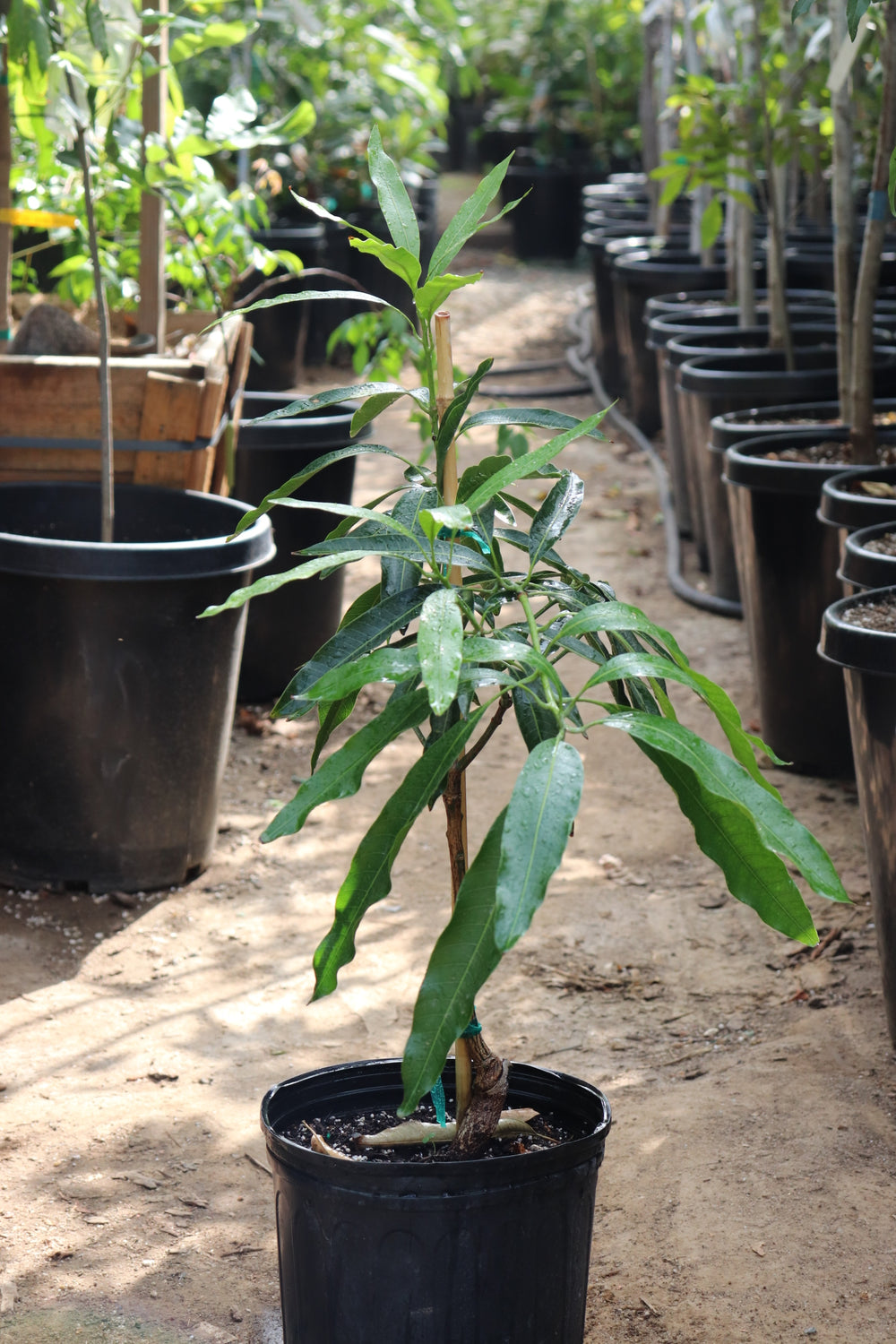 Mango Trees – Page 2 – Utopia Trees