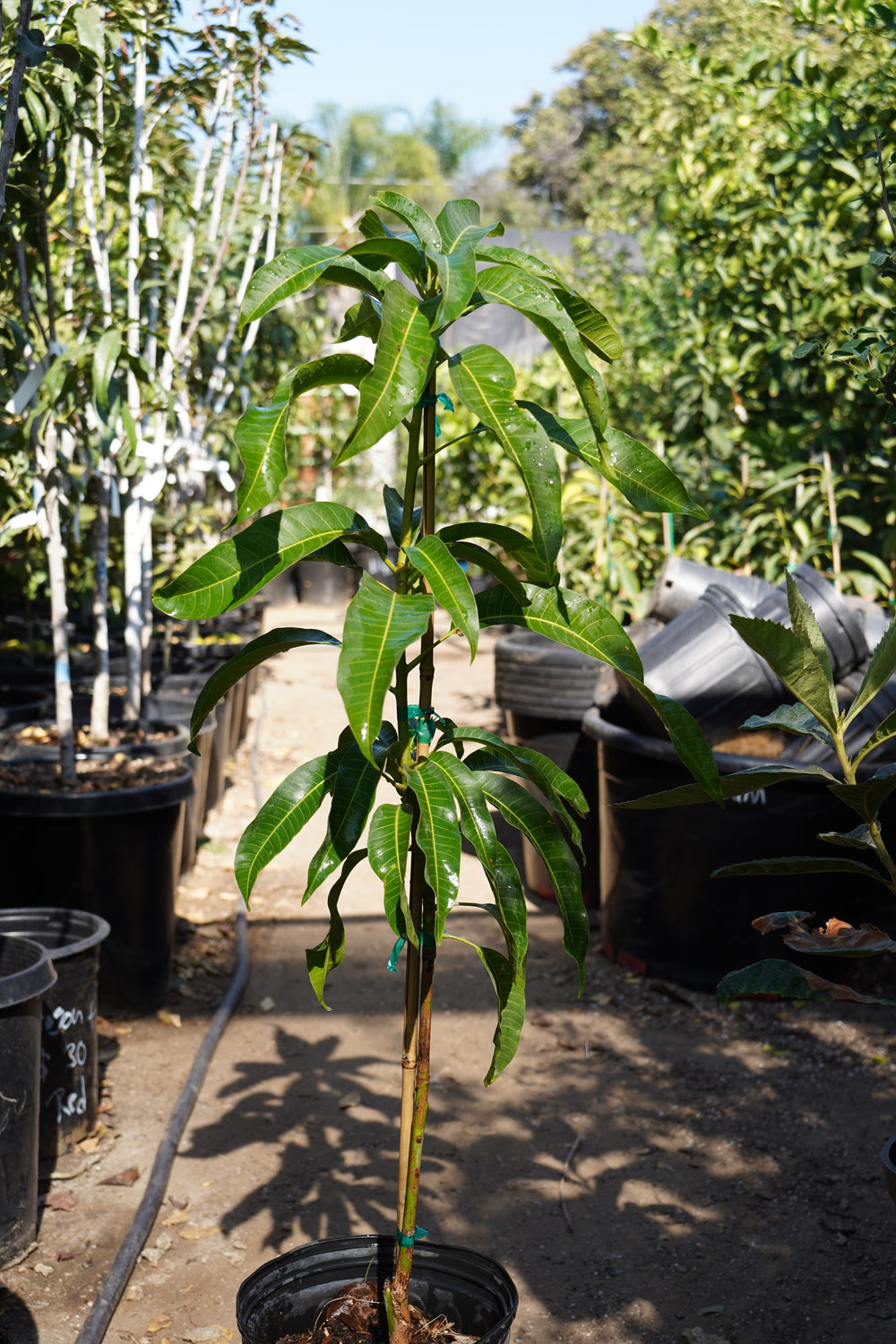 Mango Trees – Utopia Trees