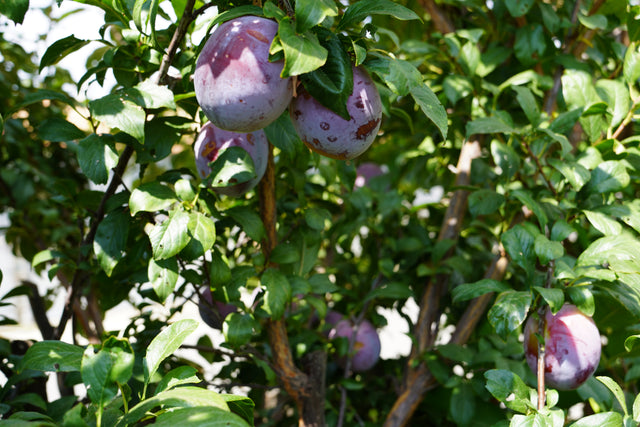 Pink Ilama Tree – Utopia Trees