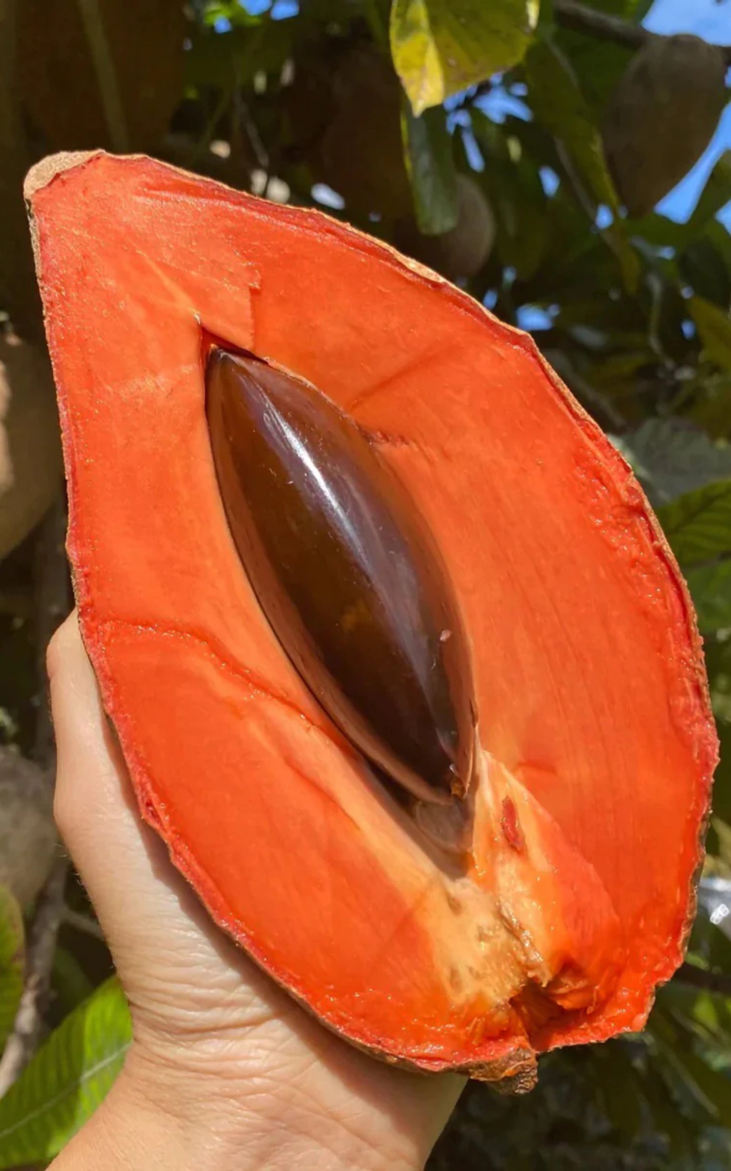Pantin Mamey Sapote Tree – Utopia Trees