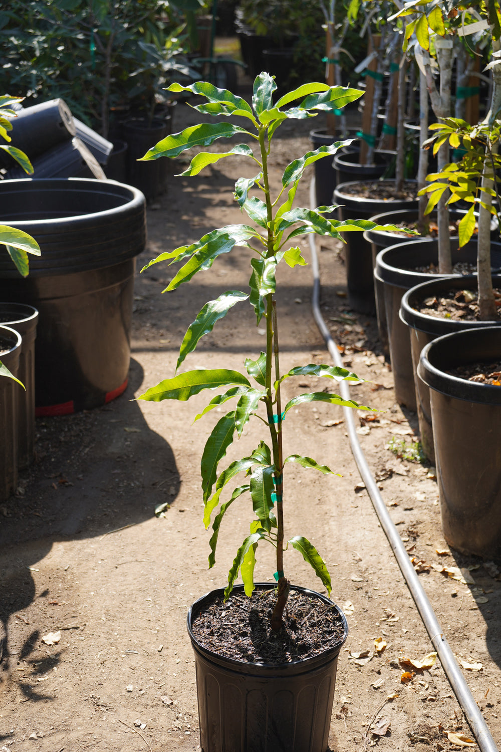 Lemon Zest Mango Tree – Utopia Trees