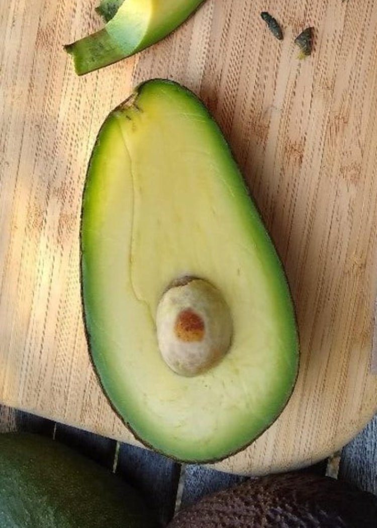 Jan Boyce Avocado Tree – Utopia Trees