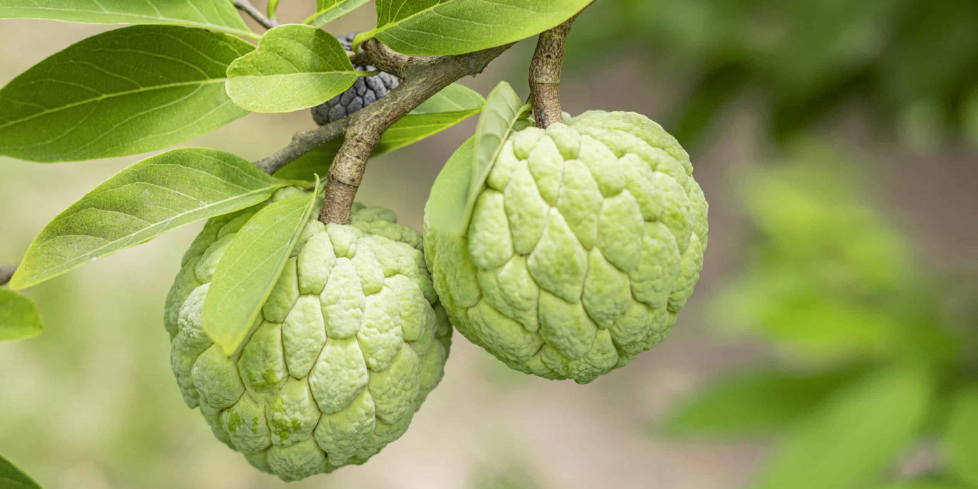 UTOPIA TREES – Utopia Trees