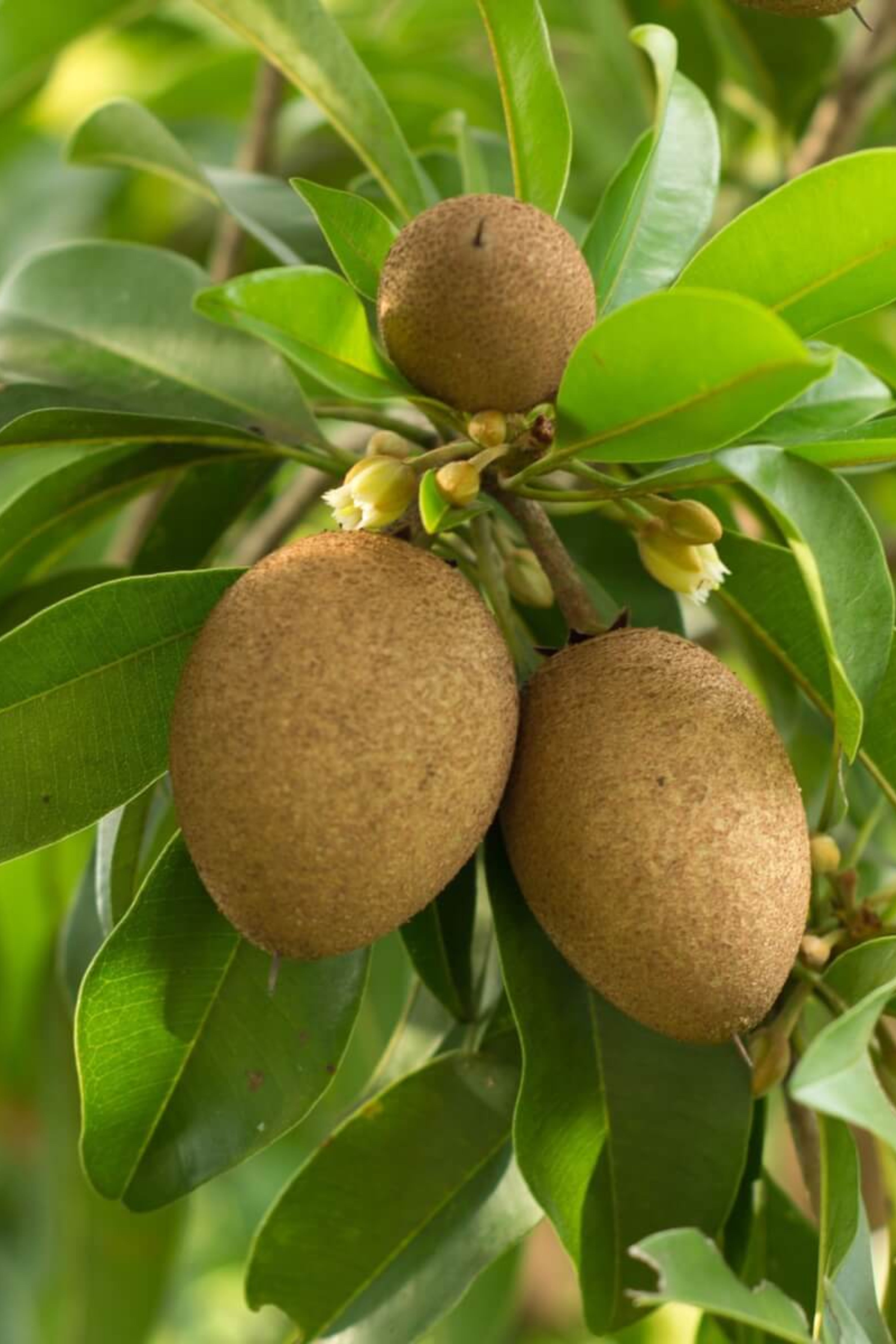 Alano Sapodilla Tree – Utopia Trees