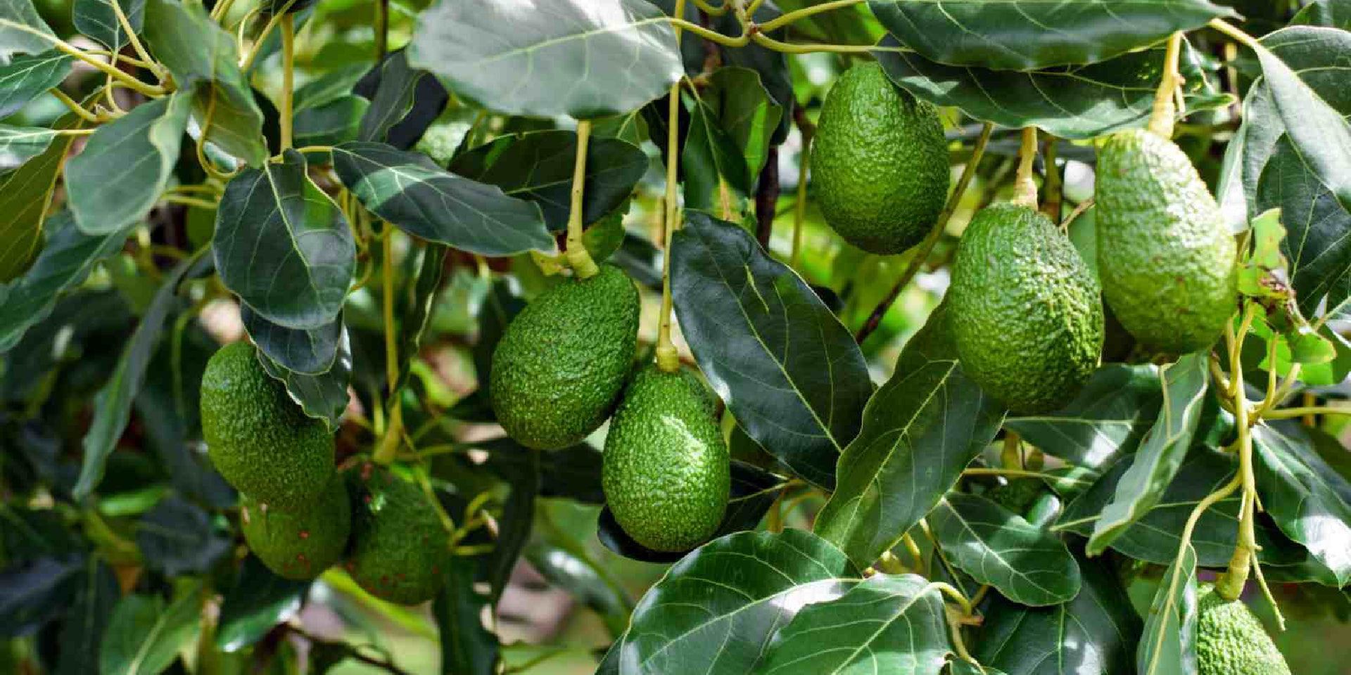 UTOPIA TREES – Utopia Trees