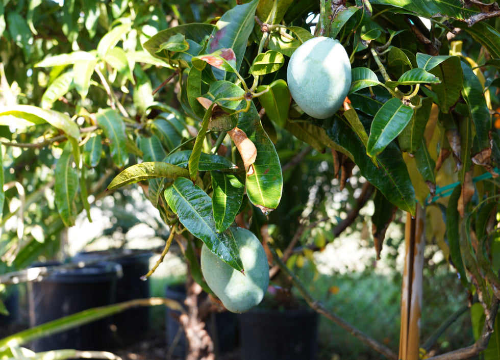 UTOPIA TREES – Utopia Trees