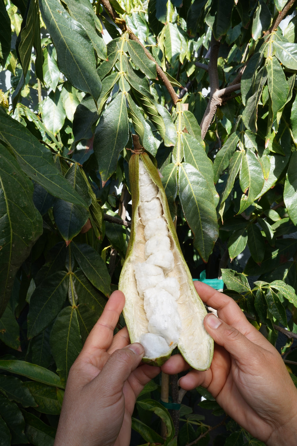 Ice Cream Bean Tree – Utopia Trees