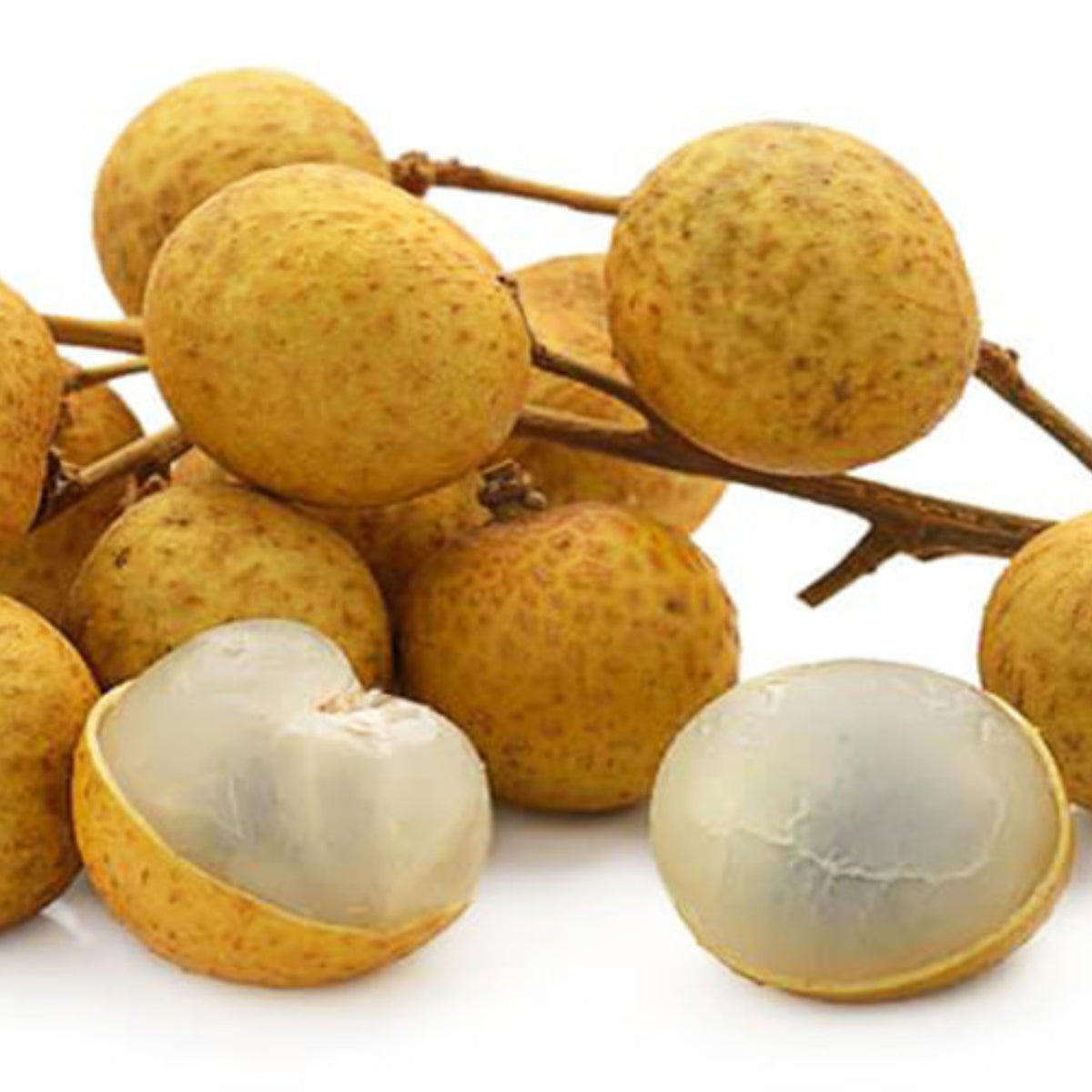 Kohala Longan Tree – Utopia Trees