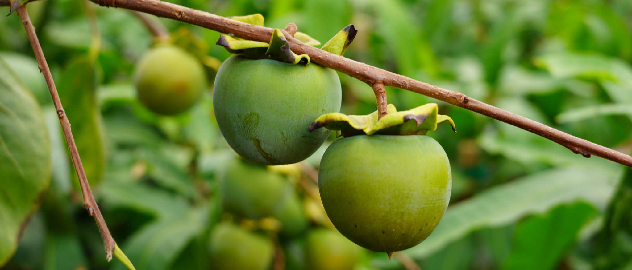 UTOPIA TREES – Utopia Trees