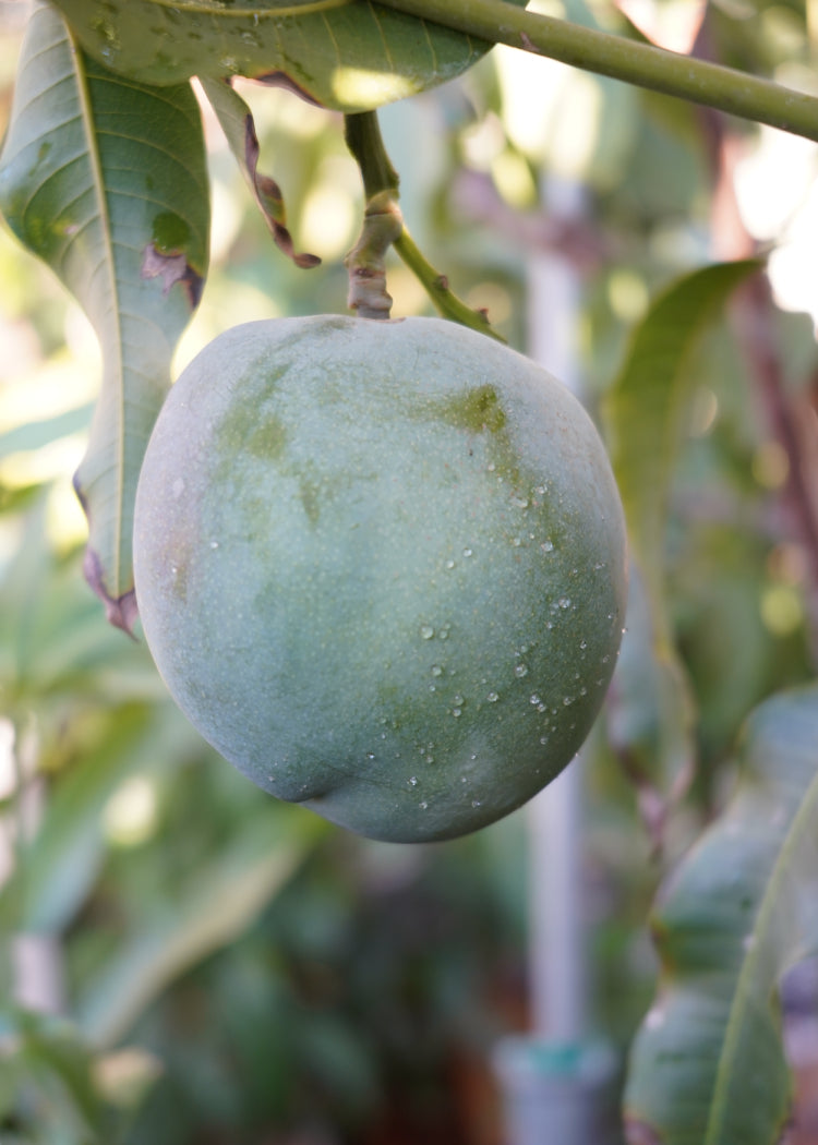 All Summer Mango Tree – Utopia Trees
