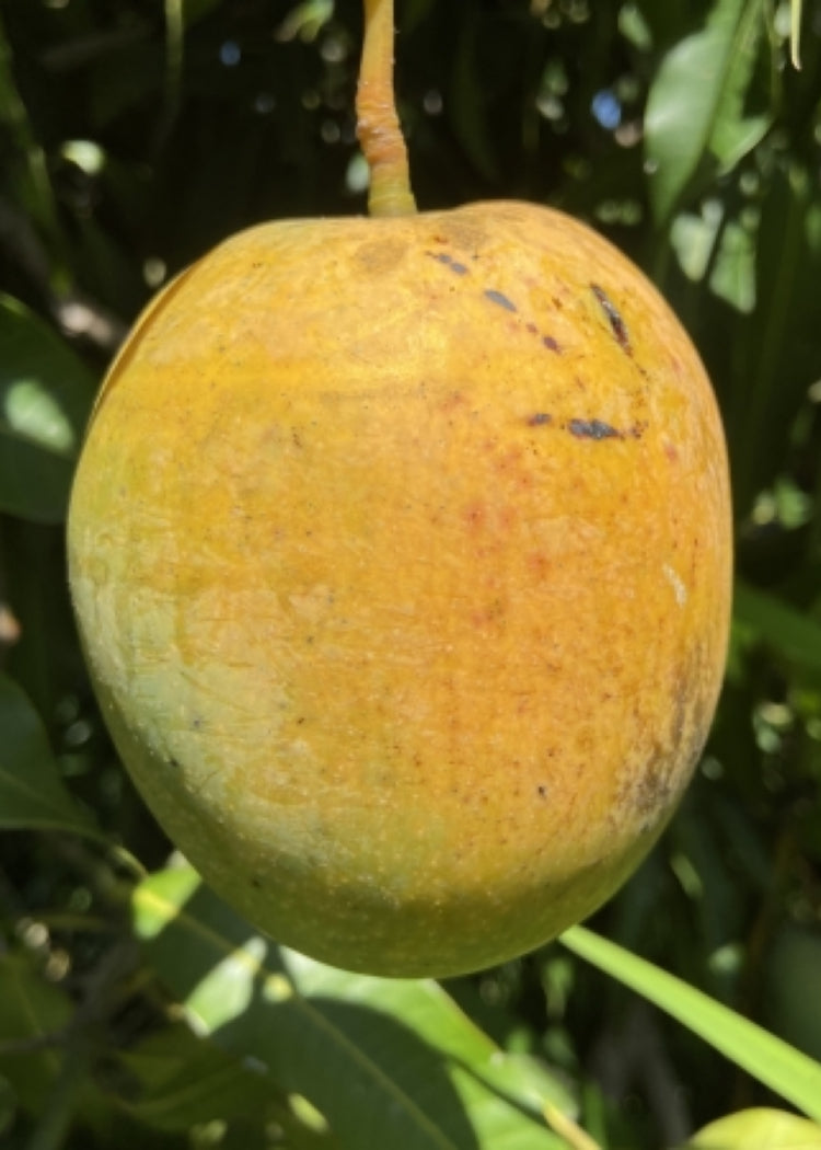 Florigon Mango Tree – Utopia Trees