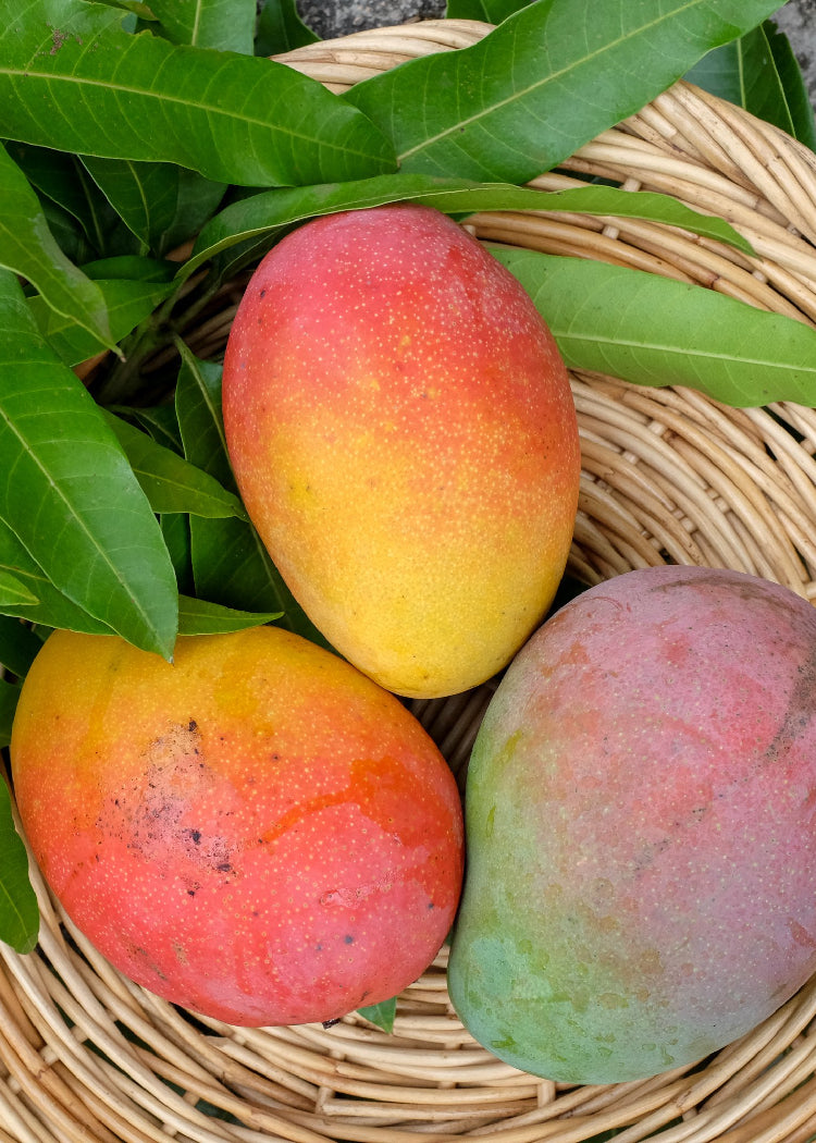 Fruit Punch Mango Tree – Utopia Trees