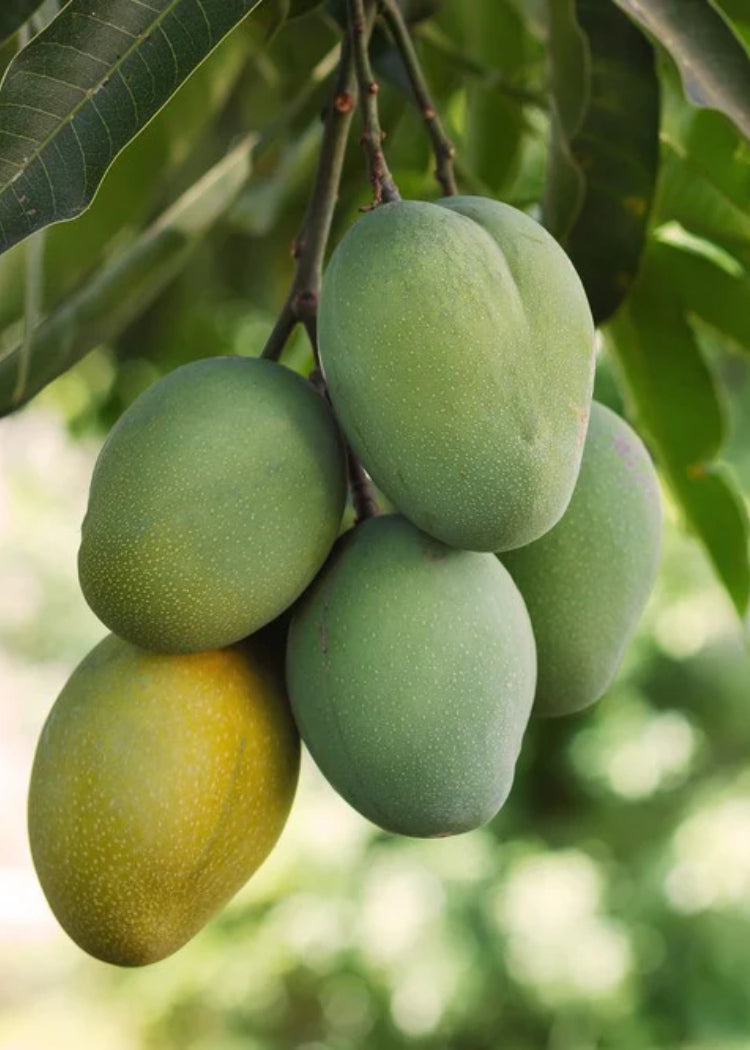 Ice Cream Mango Tree – Utopia Trees