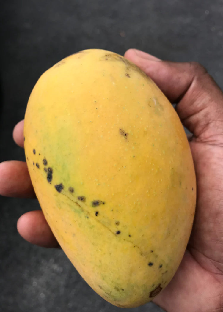 Lemon Zest Mango Tree – Utopia Trees